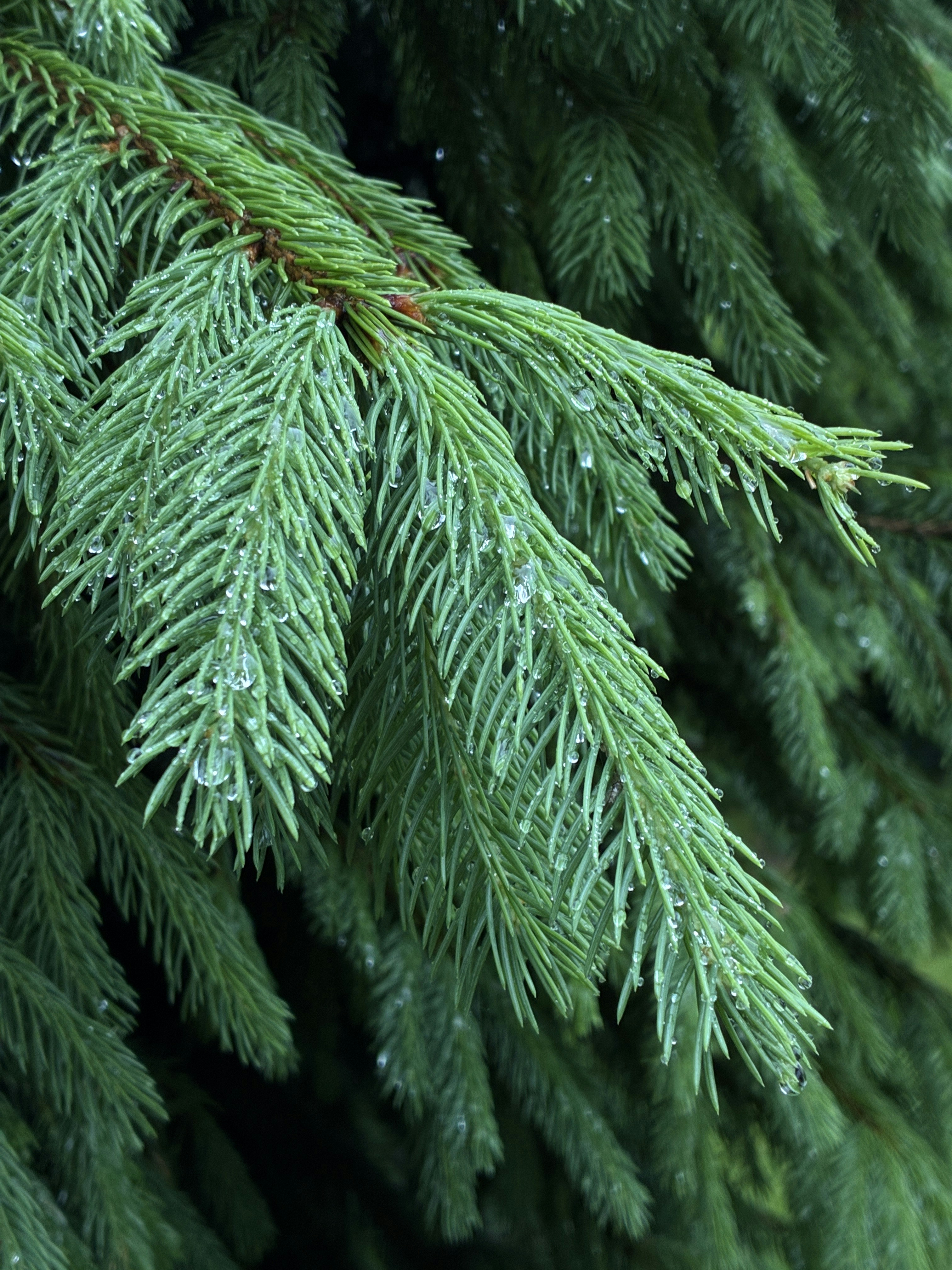 Needlework of Winter: A Close View into Evergreen Foliage