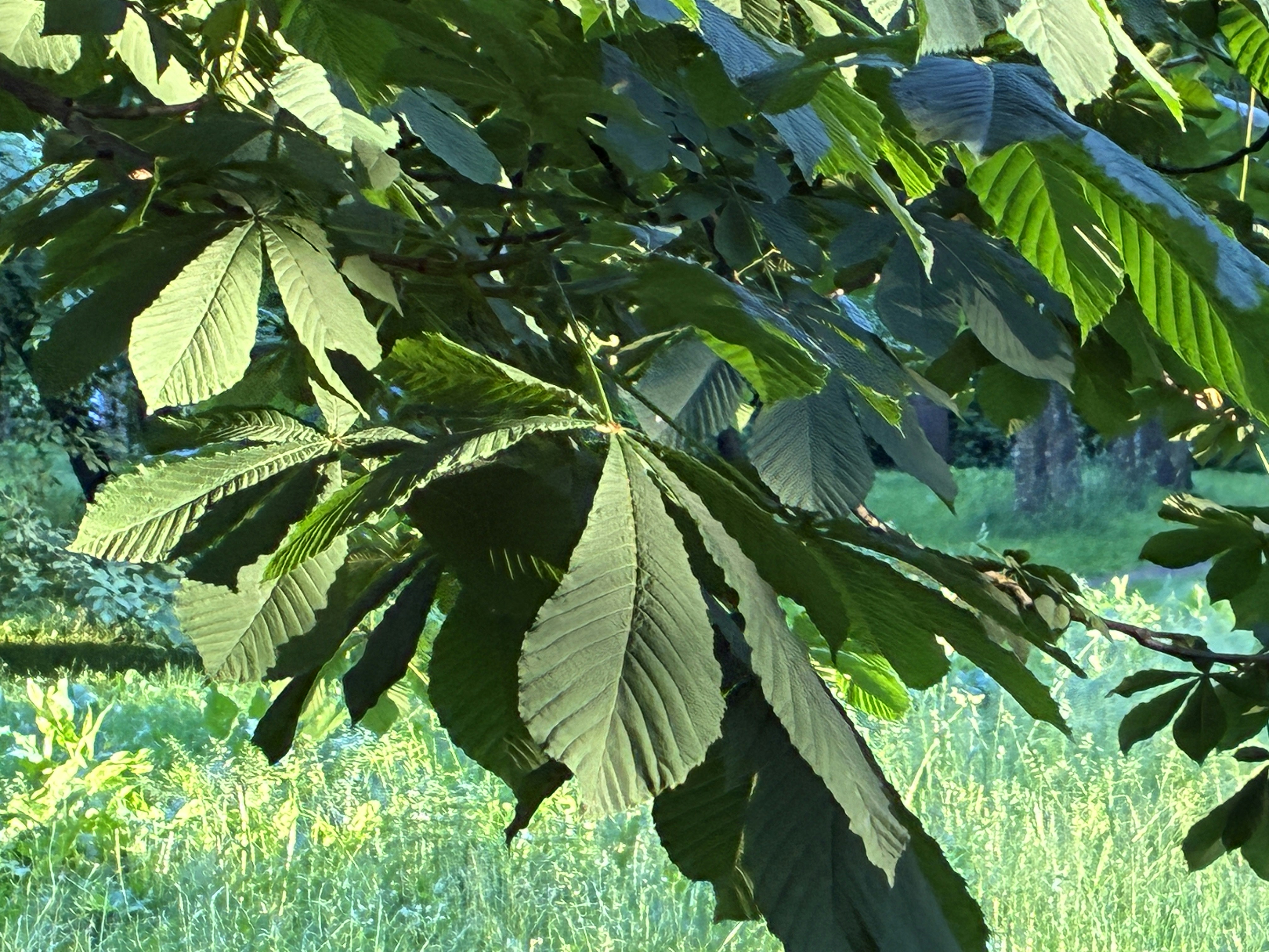 Sun-drenched chestnut leaves fill the frame, with a distant green meadow visible beyond. The scene emphasizes natural texture and vibrant contrast, suggesting a calm outdoor setting.