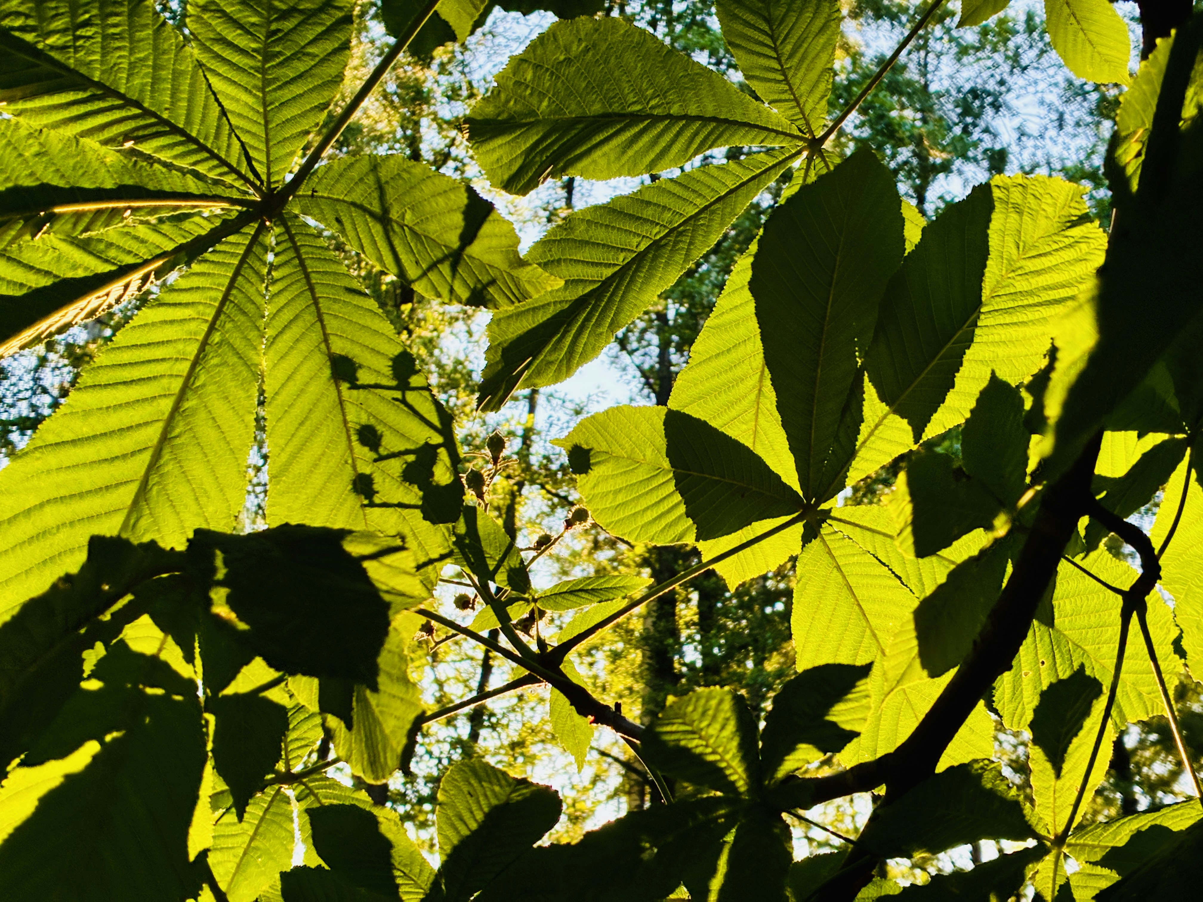 Sunlit Venation: Leaves Backlit Through a Canopy