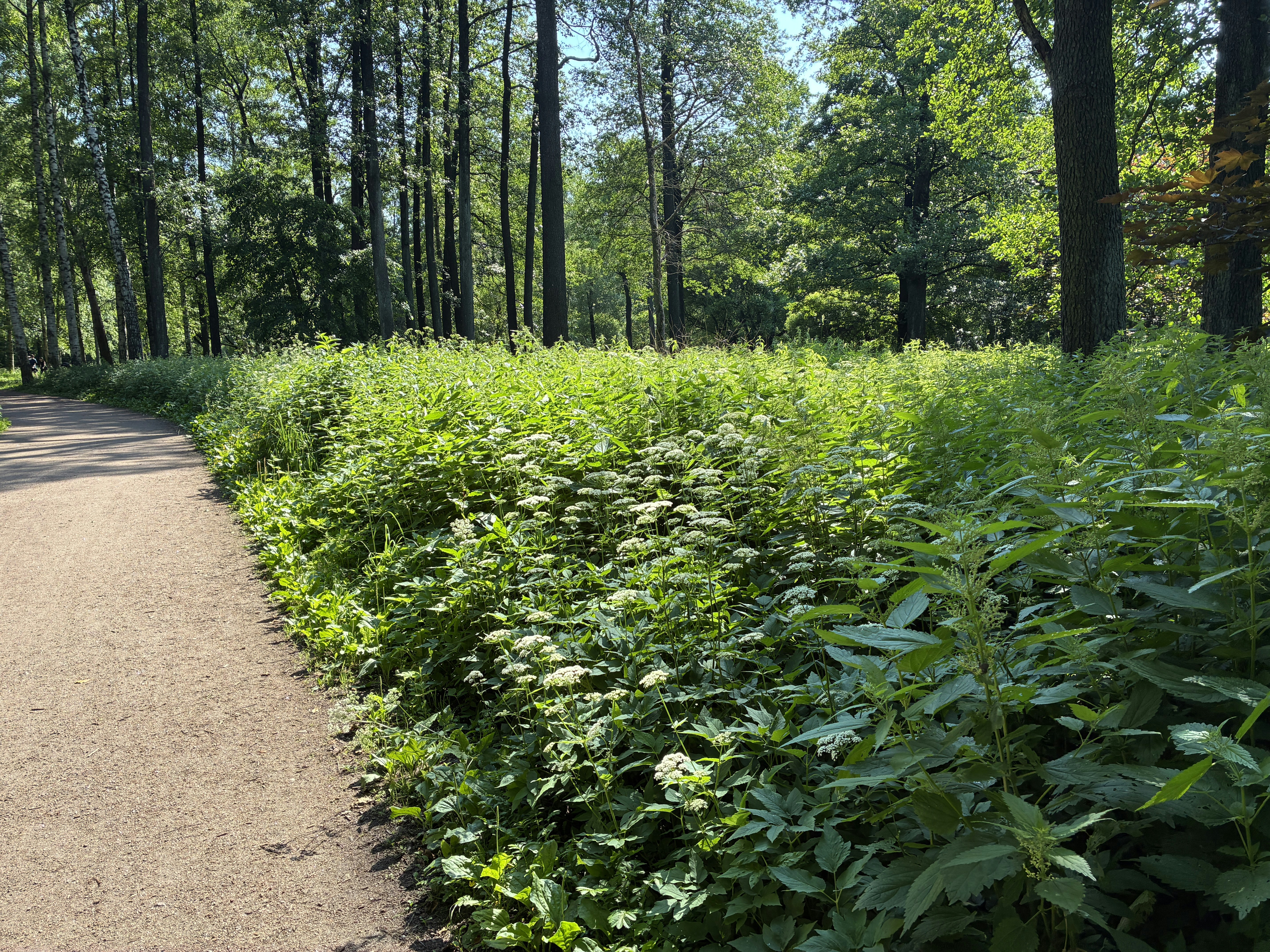 Sunlit forest path with tall trees and lush undergrowth on both sides, inviting a walk into the shade. A natural, serene scene without humans or animals.