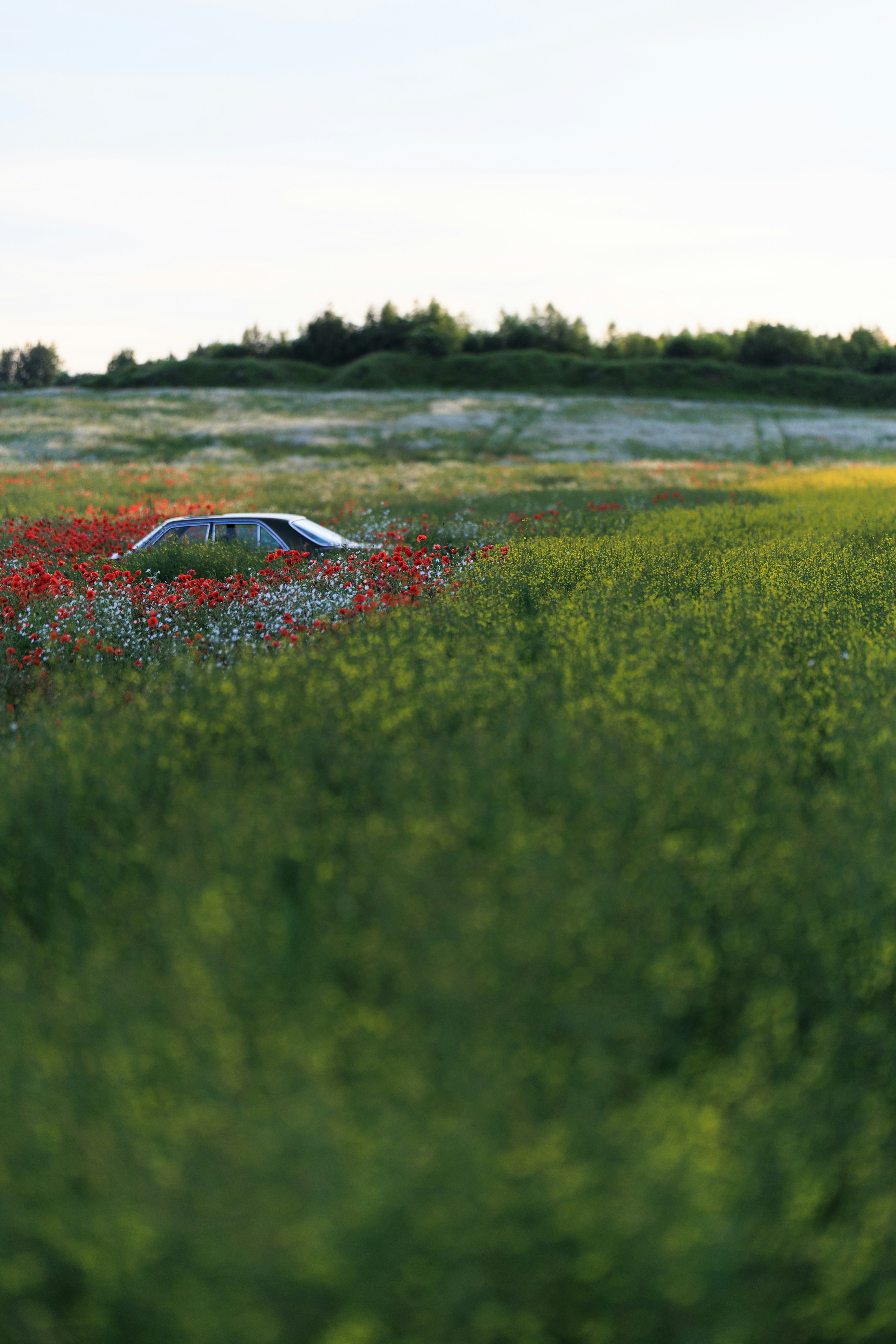 Hidden in the Wildflower Sea: A Car Quietly Resting Among Blooms