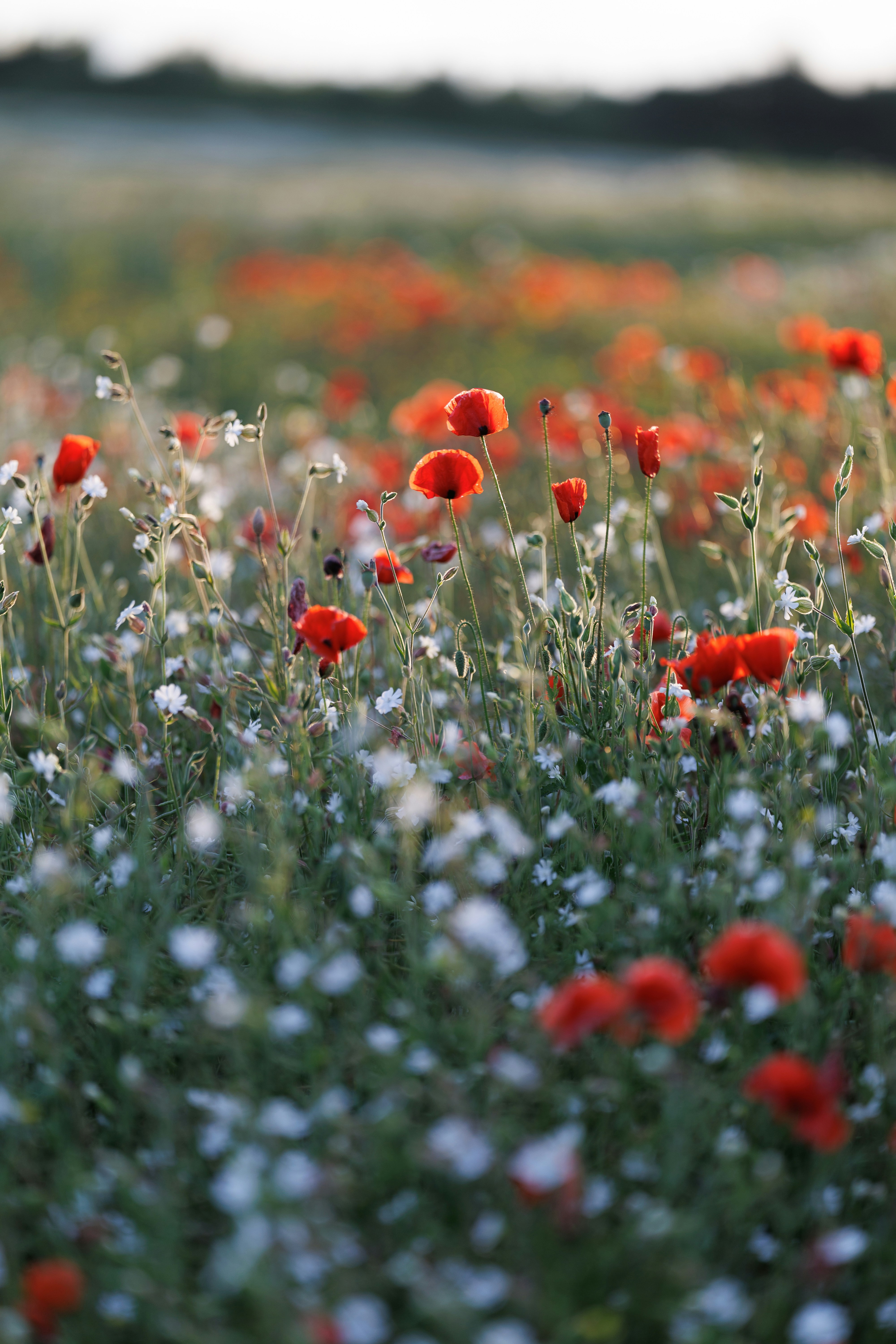 Poppy Field in Soft Focus