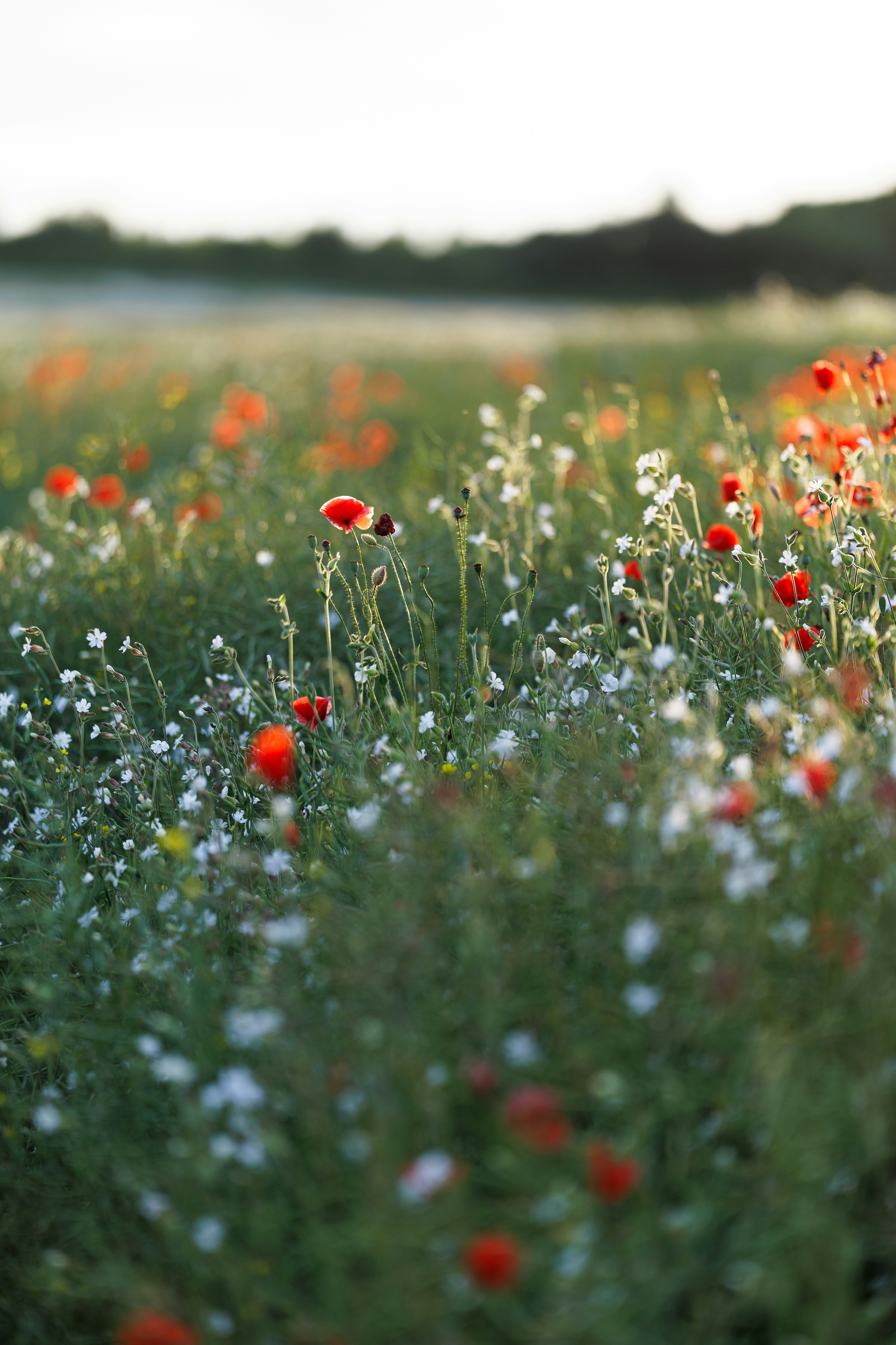 Red Poppies in a Sunlit Meadow at Golden Hour
