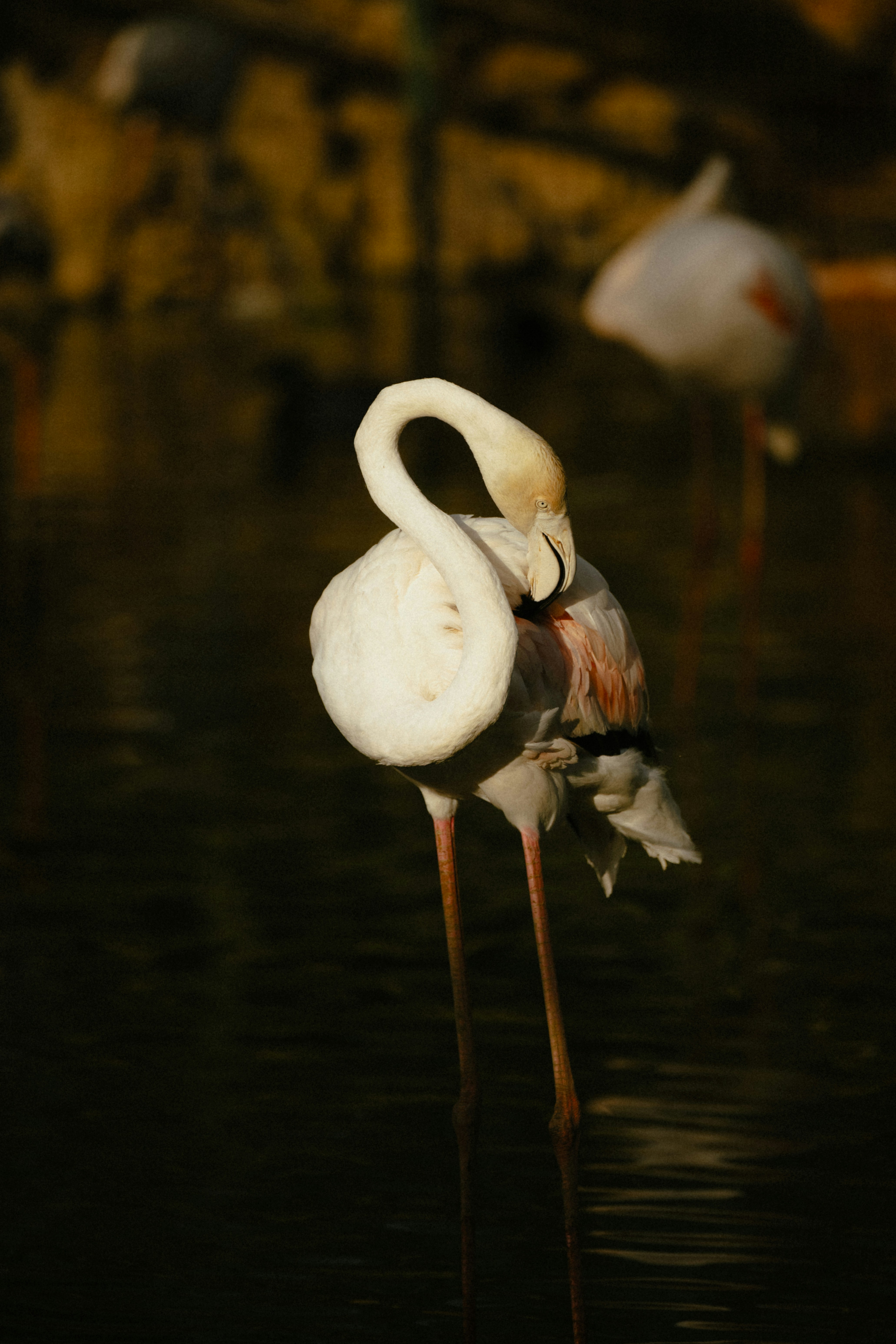 Elegance at the Edge of Light: A Flamingo in Quiet Focus