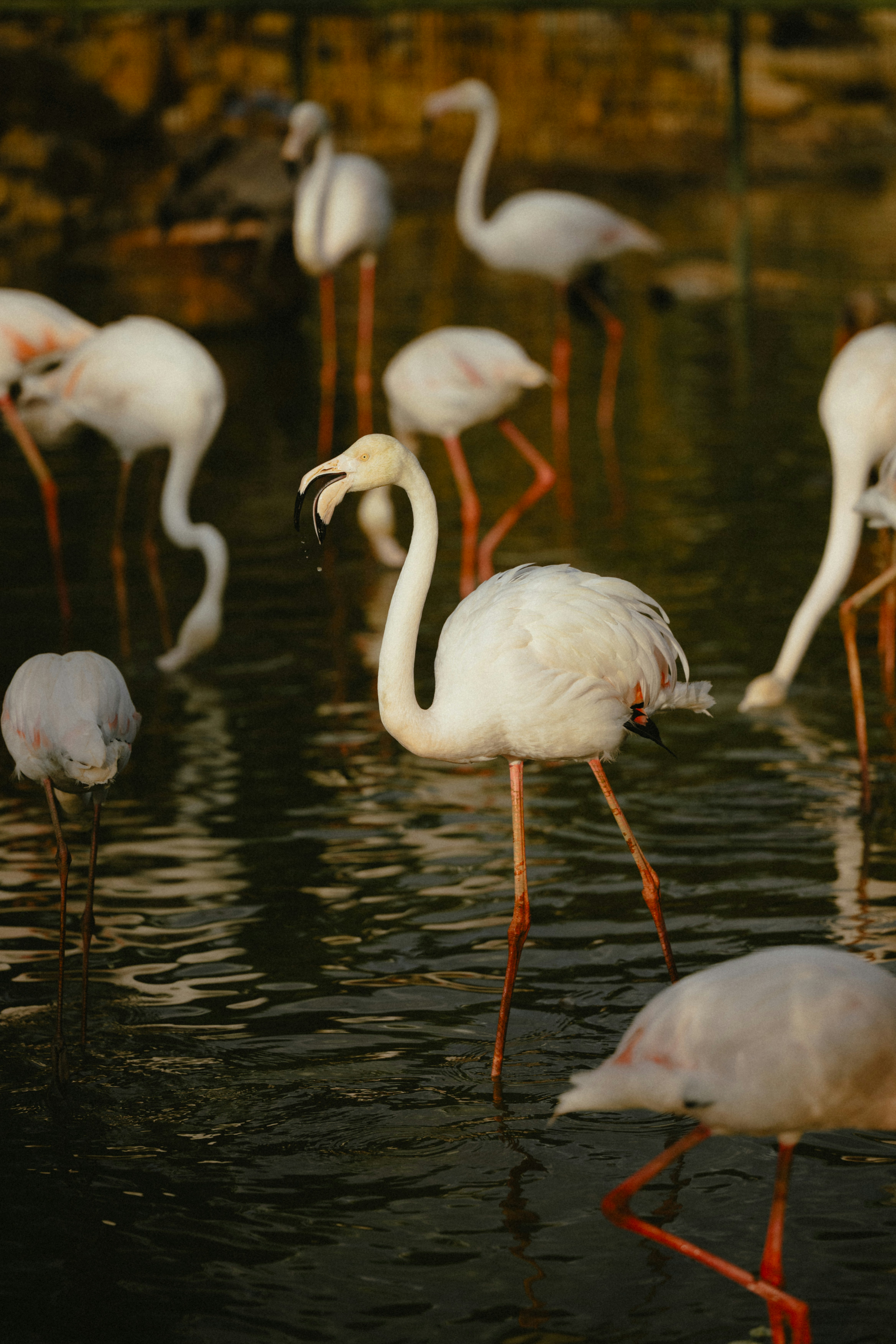 Centered Flamingo Arc: A Moment on Spindly Legs