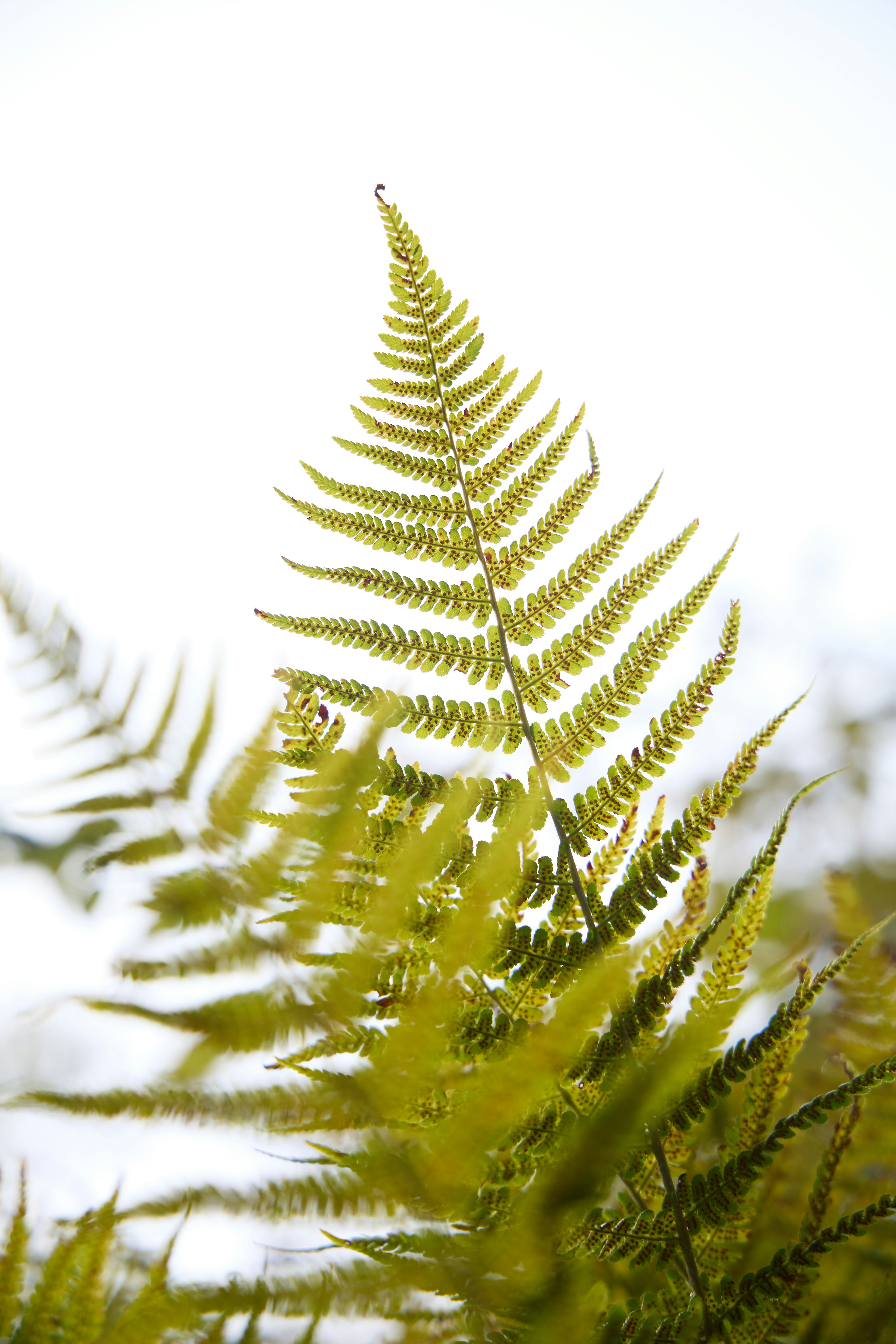 Close-up of vibrant fern fronds reaching toward bright sky, bathed in soft backlight to emphasize delicate leaflets.