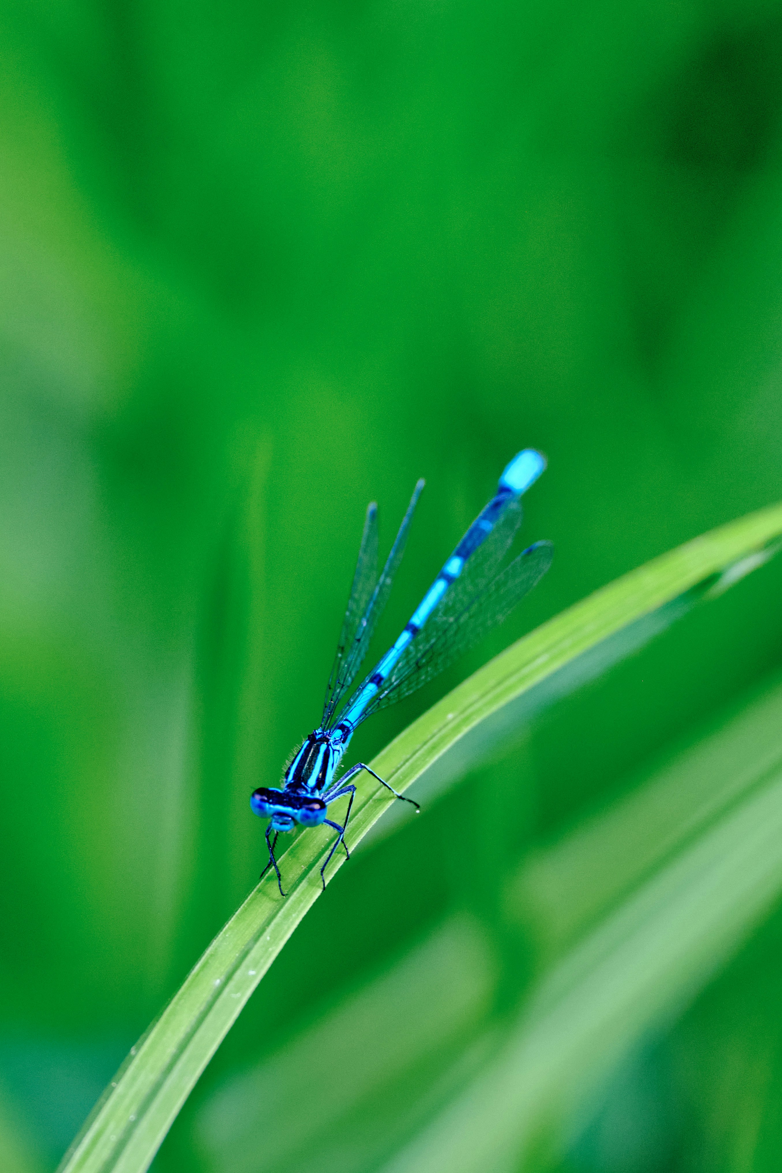 Azure Damselfly on a Curved Blade