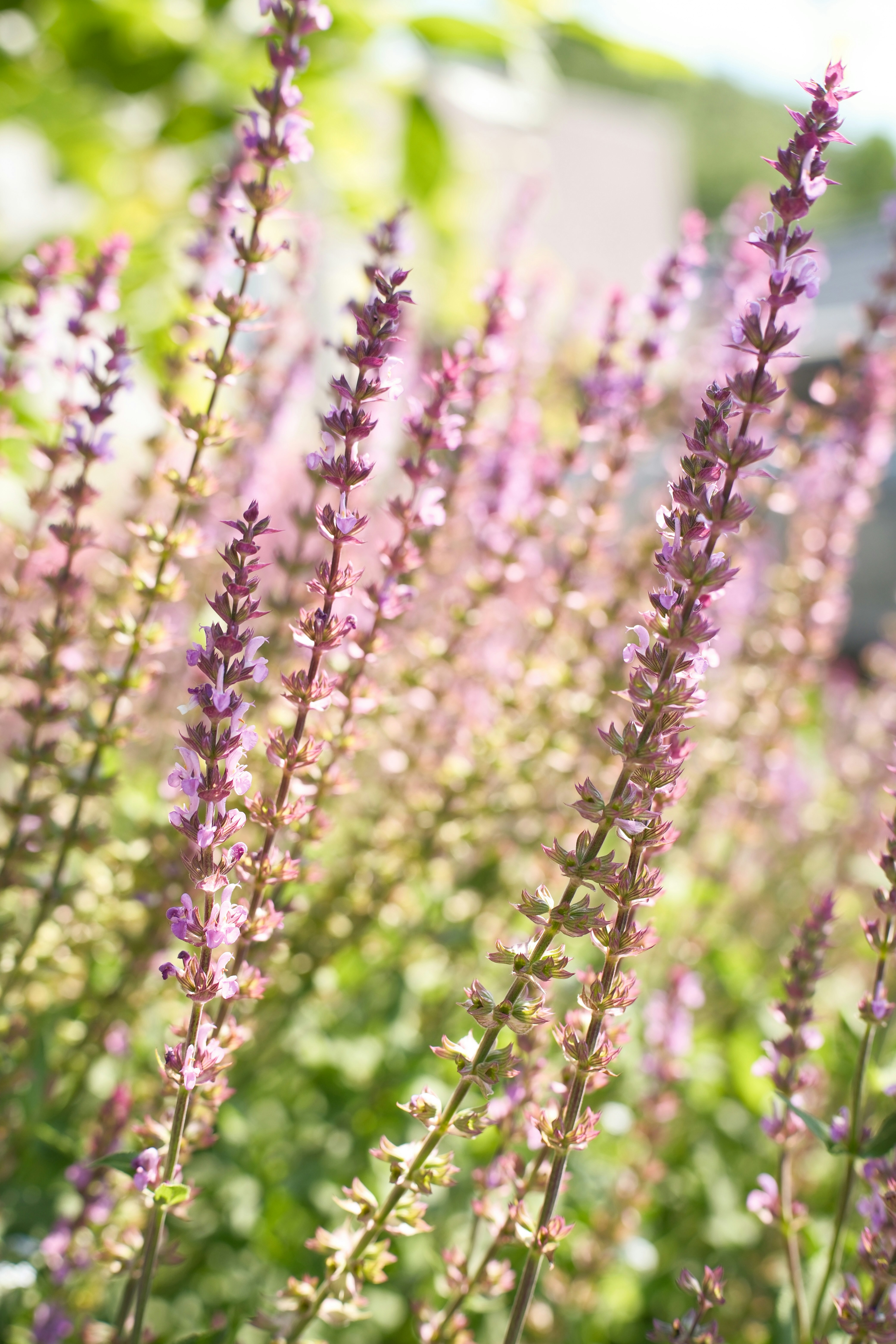 Lavender Screens: Sunlit Spires in a Quiet Patch