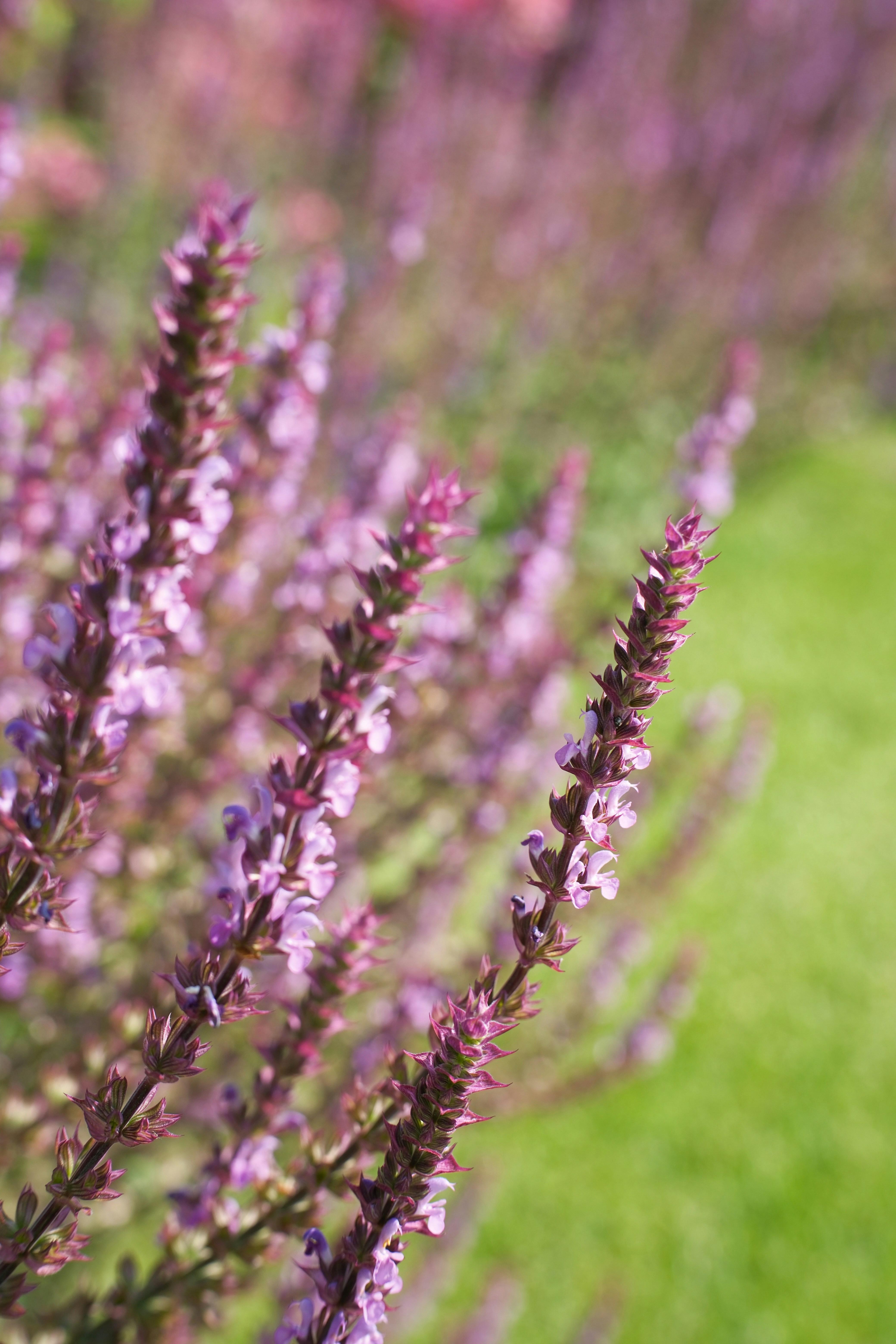 Lavender Spires in Soft Focus Meadow