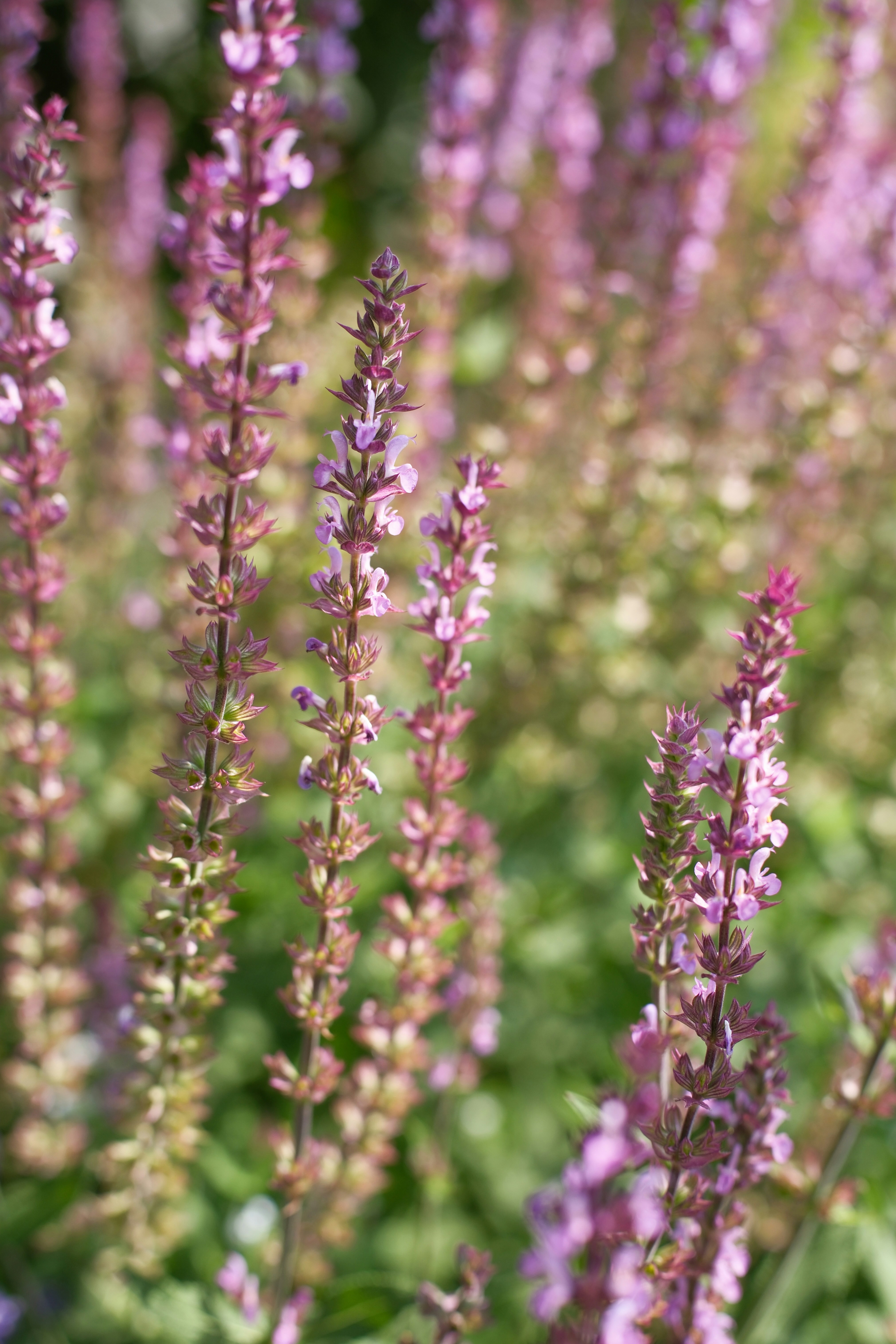Purple Spike Field: Close-up of Lavender Stalks in Soft Focus