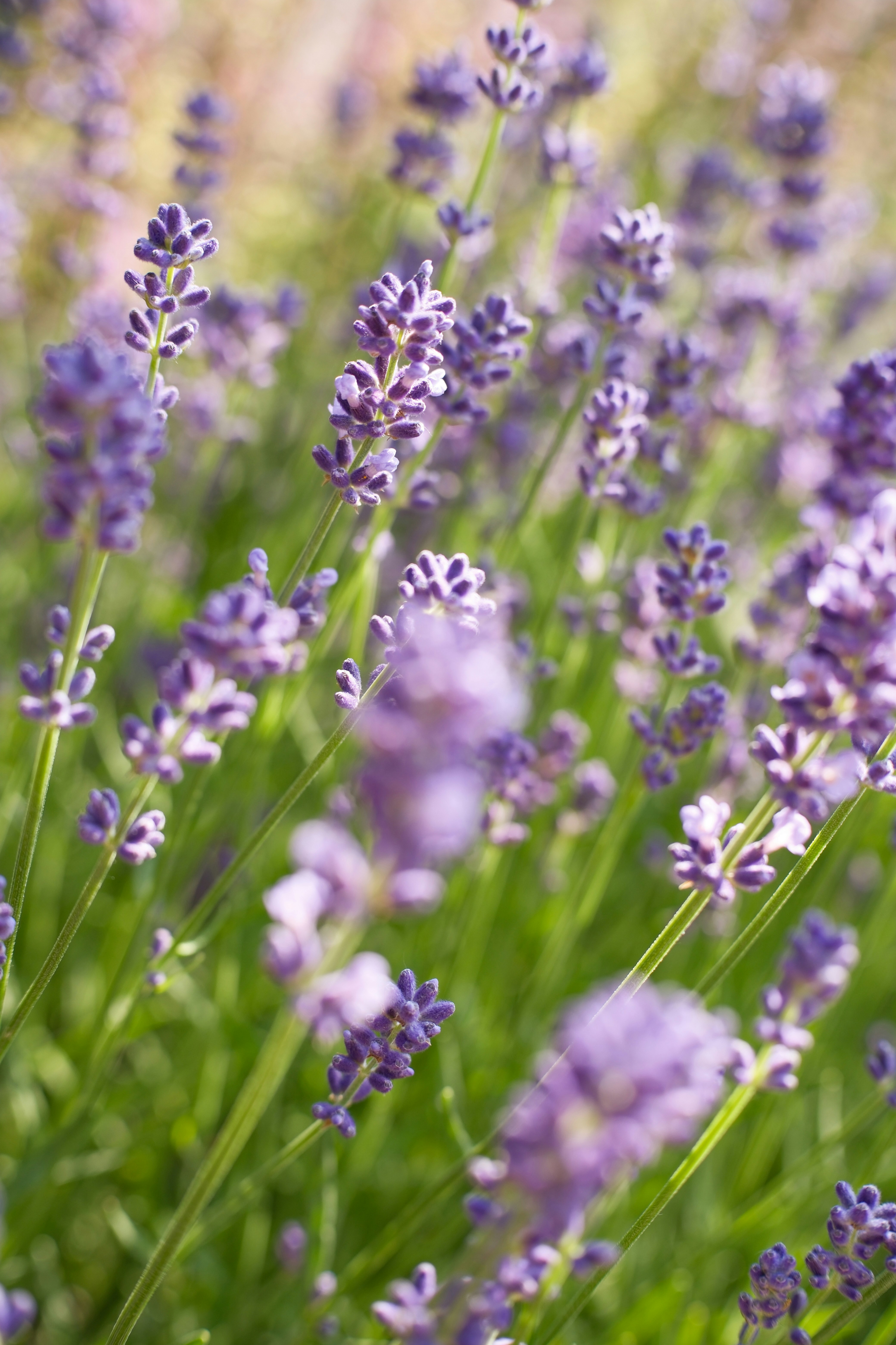 Lavender Gasps: A Field of Purple Stems in Soft Focus
