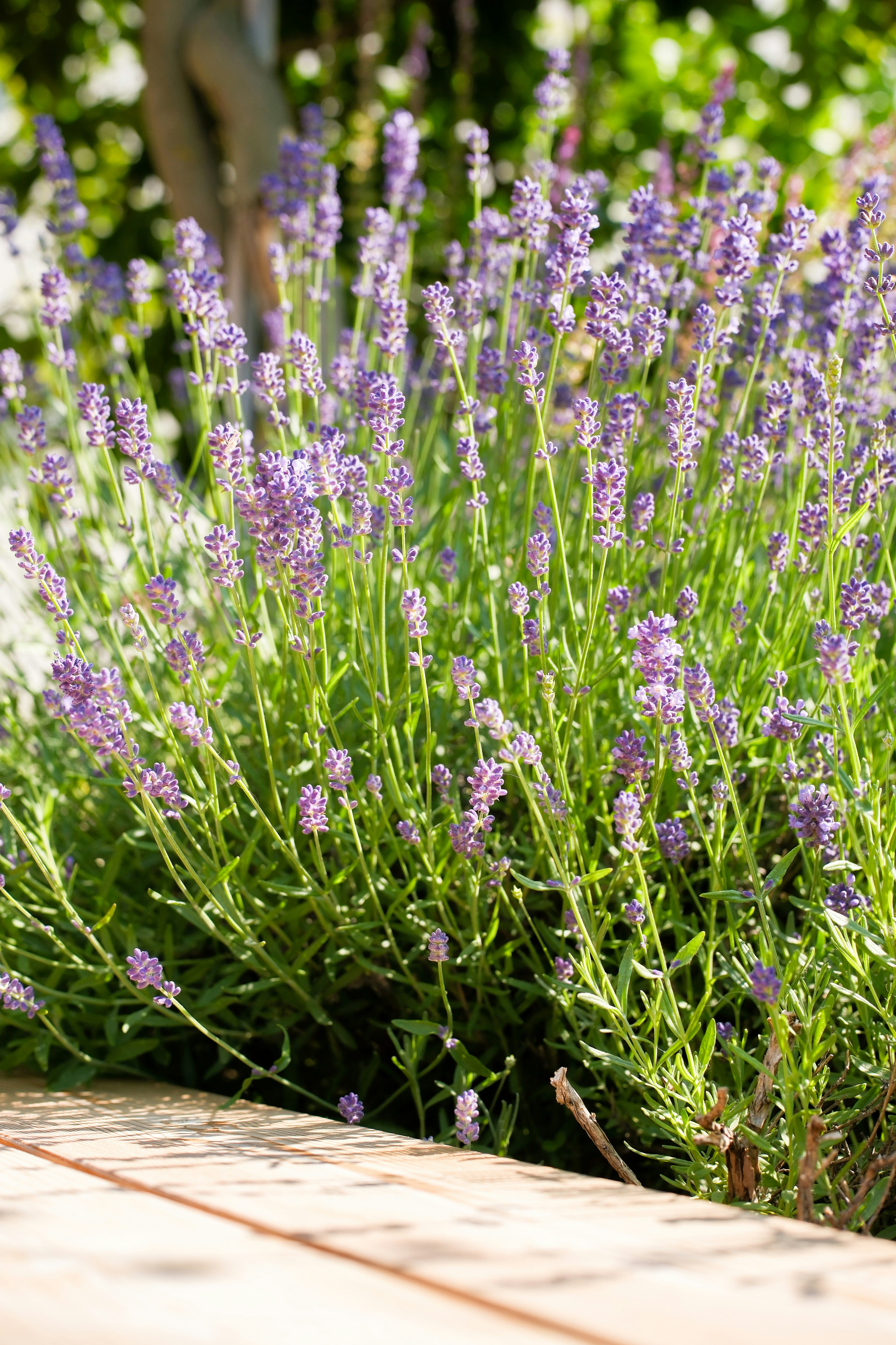 Lavender In Sunlit Border