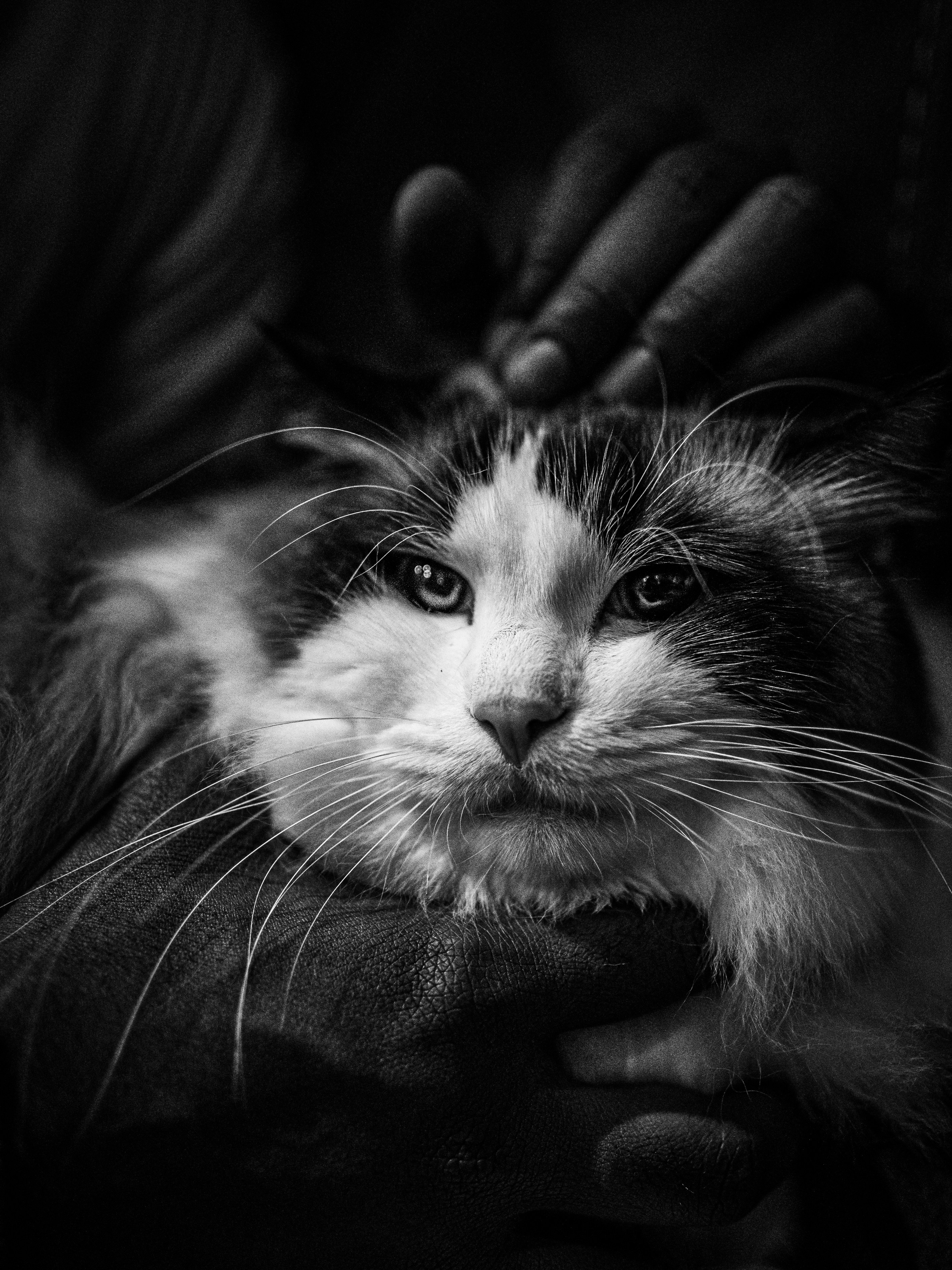 Quiet Confidence: A Cat's Intimate Portrait in Low Light