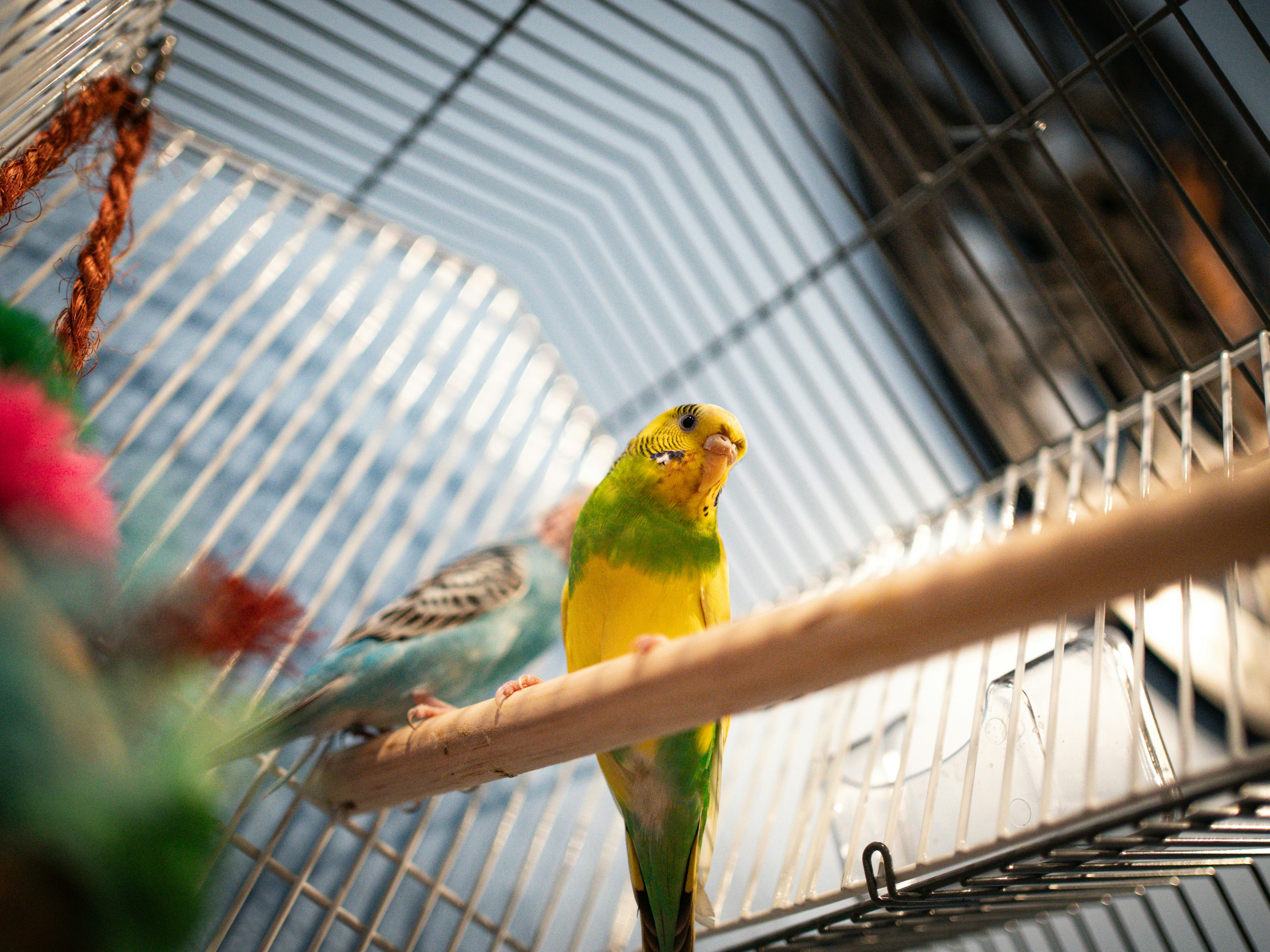Emerald-cheeked Conure Perched in a Cage Under Soft Window Light