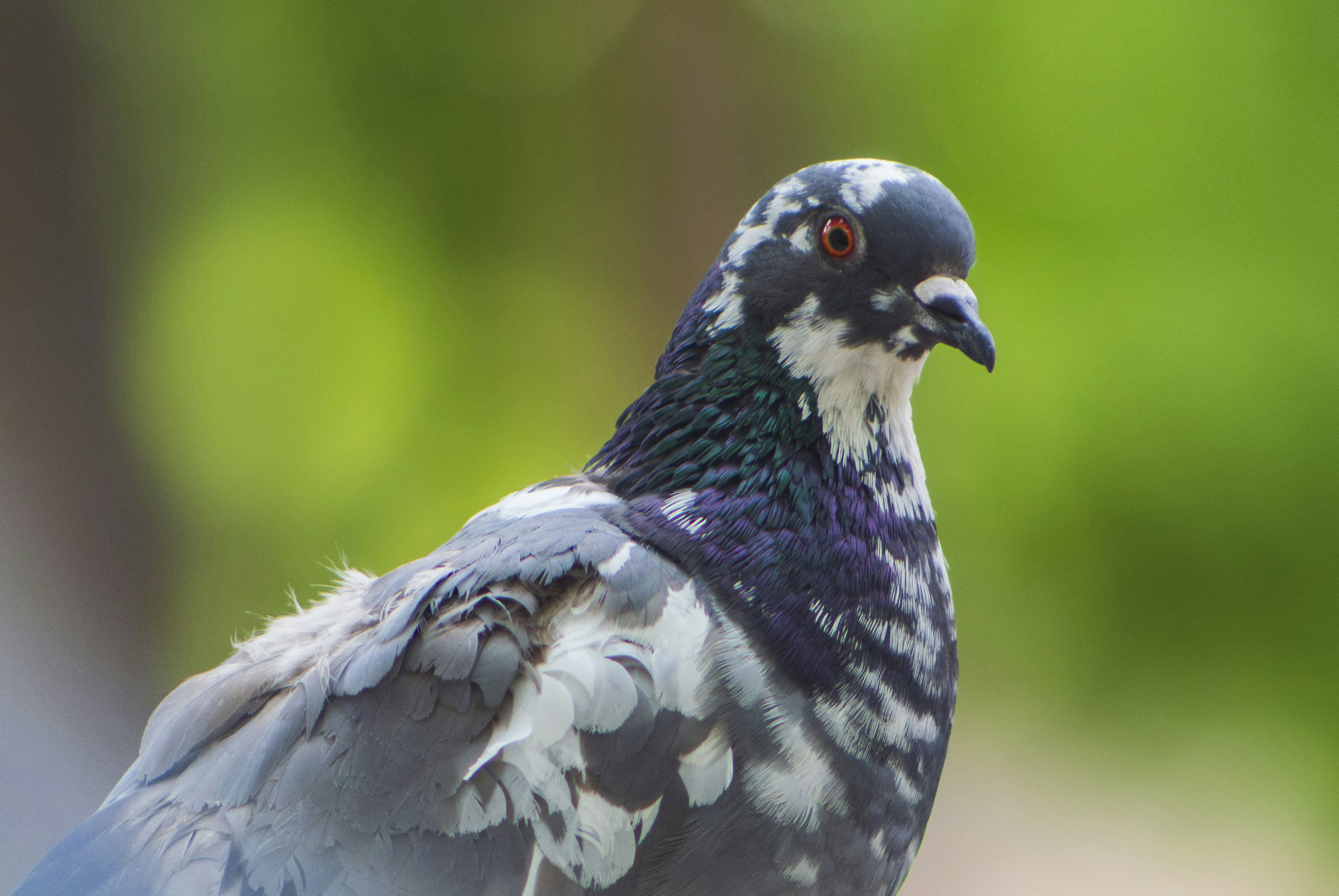 Iris-Outlined Gaze: A Pigeon Portrait in Soft Green Bloom