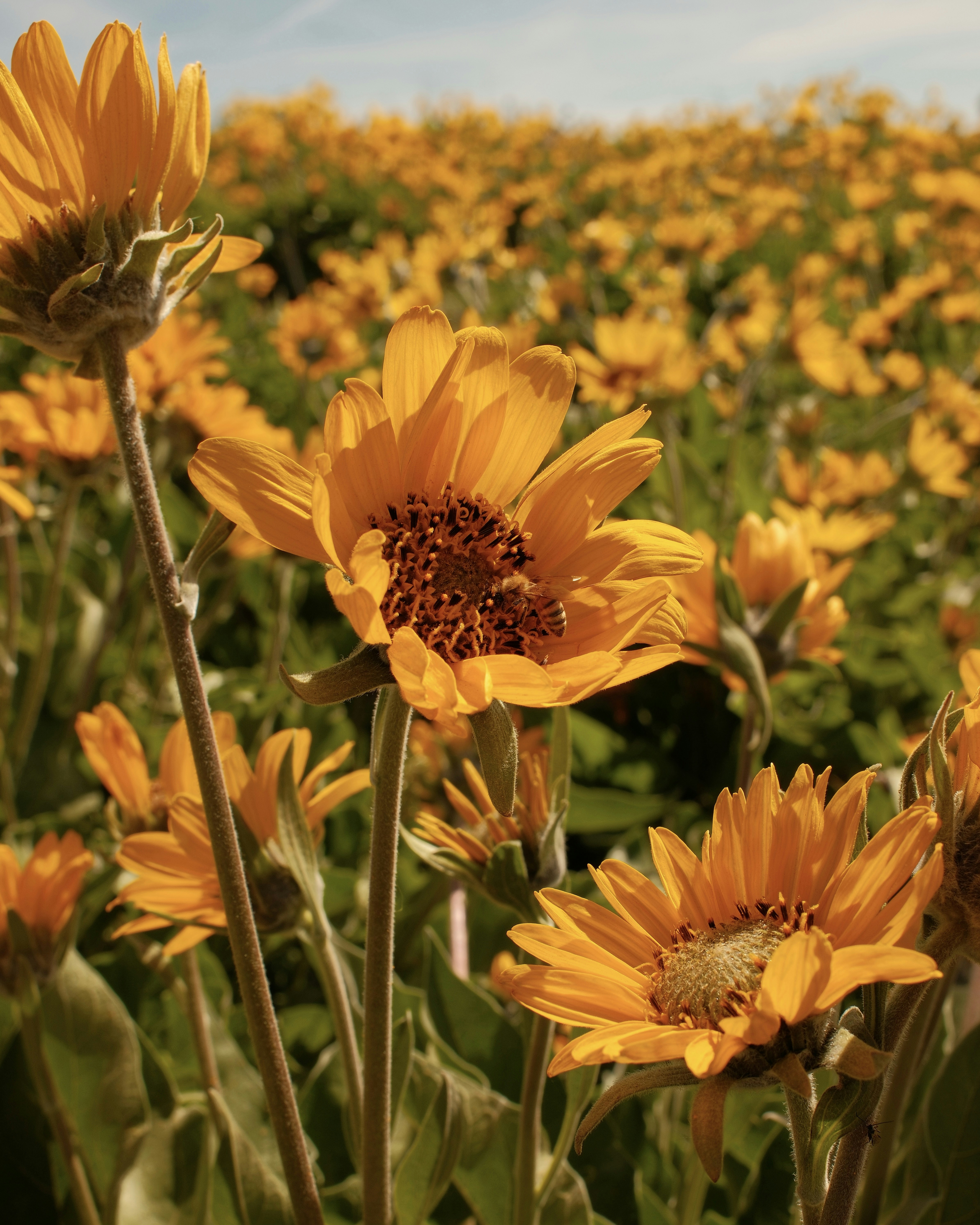 Golden Field Portrait: A Sunlit Bloom in Focus