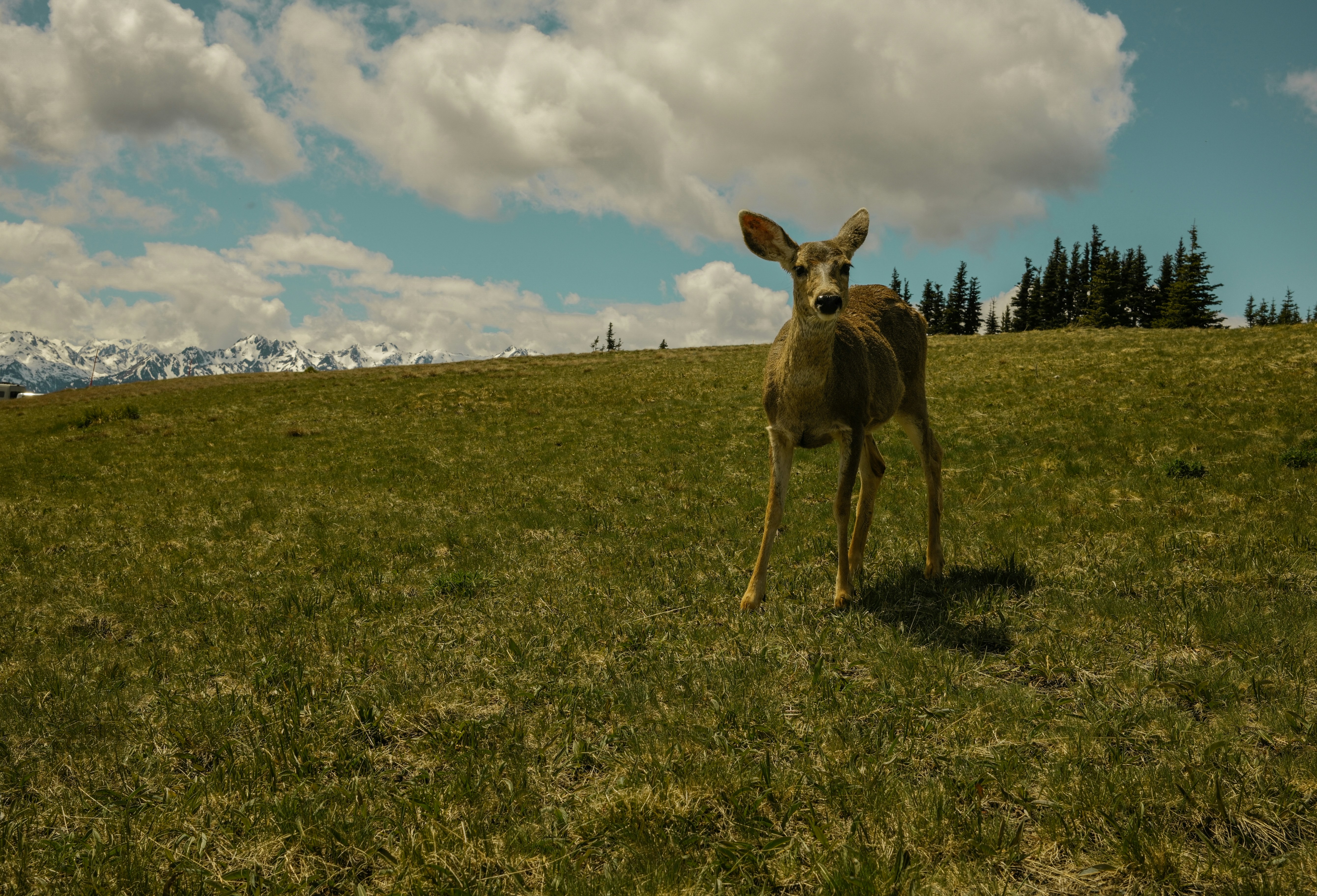 Gentle Stranger at the Meadow’s Edge