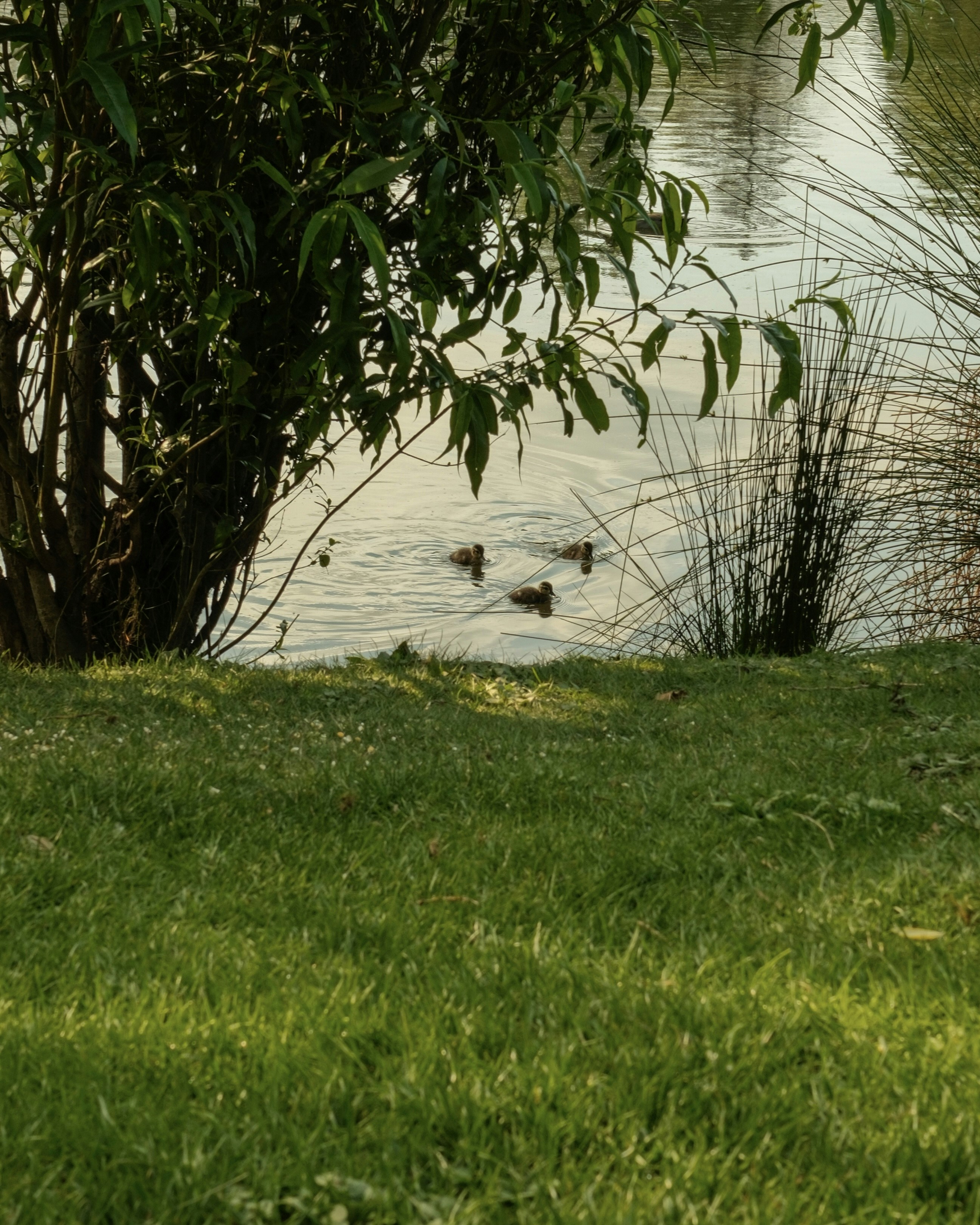 Ducks at the Water’s Edge: Quiet Riverside Moment