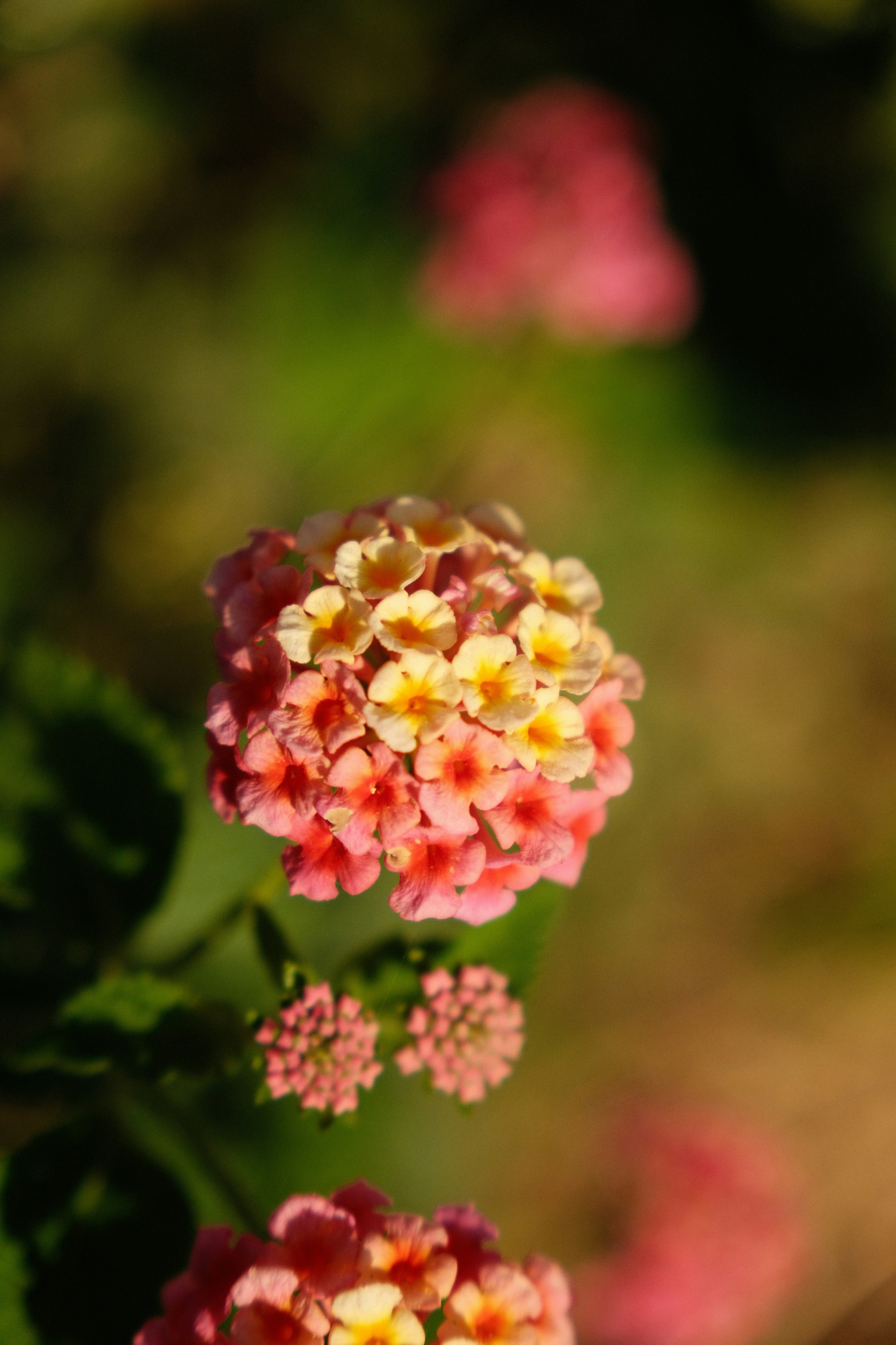 Soft Coral Cluster: A Staged Bloomslice in Warm Evening Light
