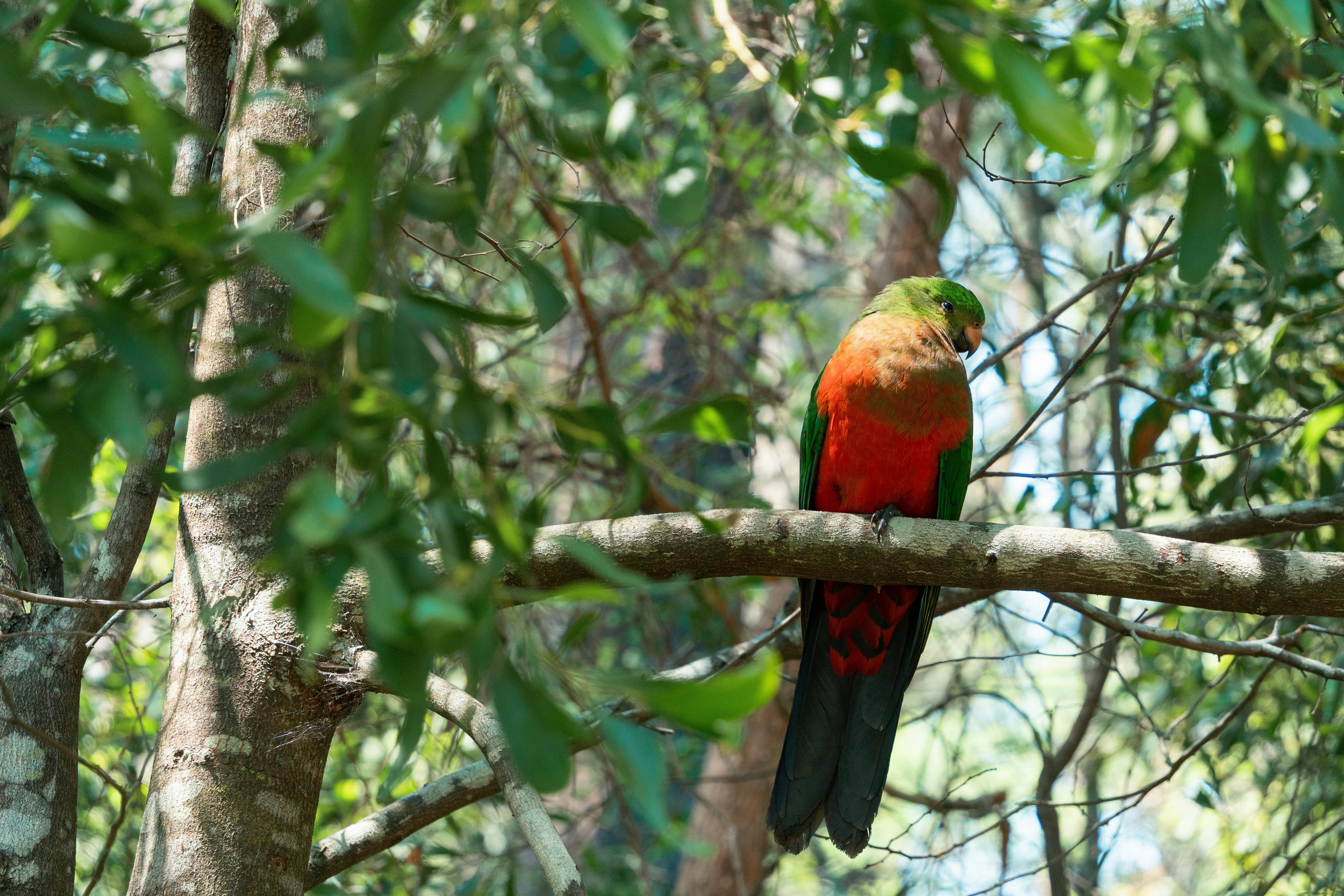 Scarlet perch: a vibrant parrot among sunlit greens