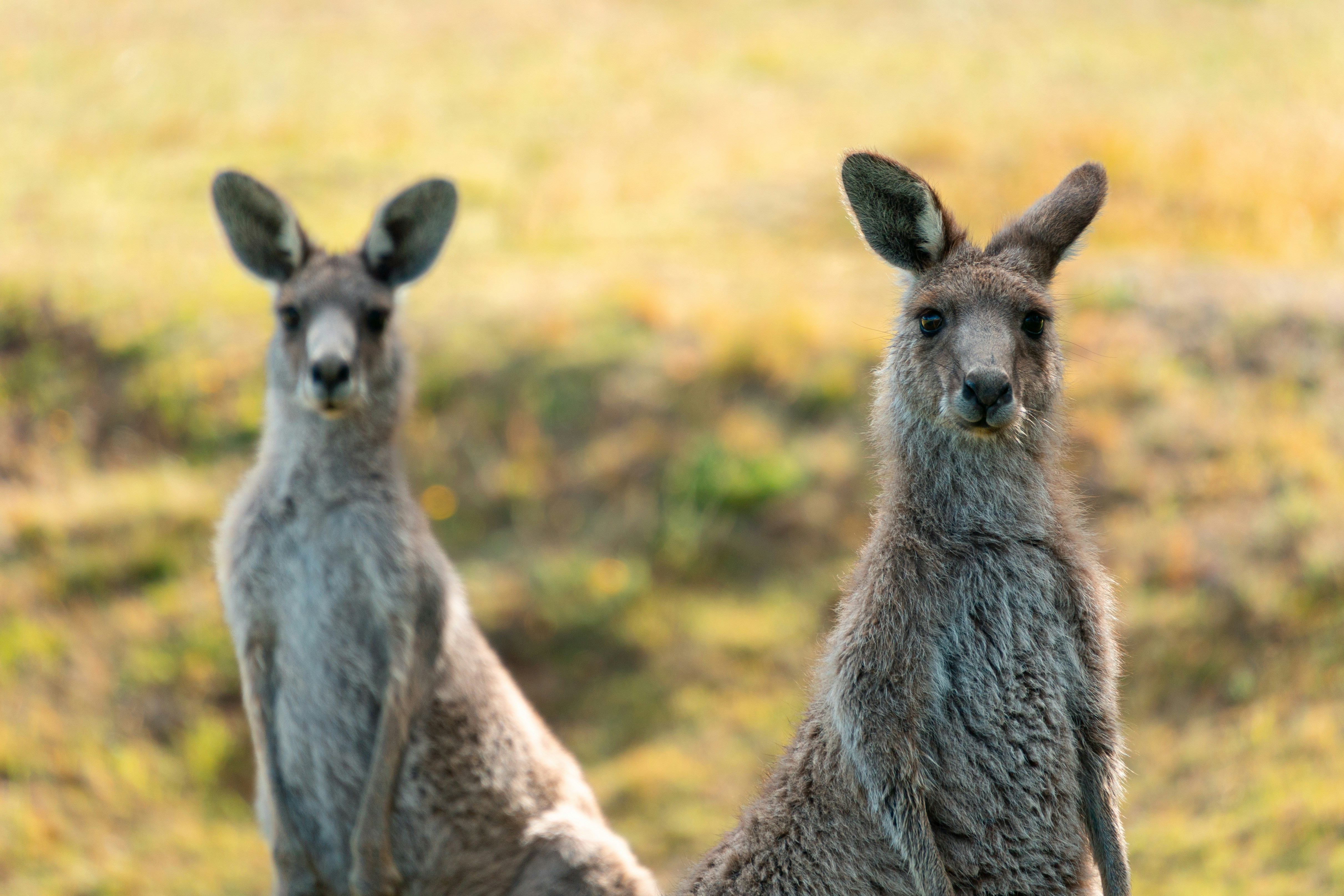 Two kangaroos stand in a sunlit field with soft bokeh; the scene emphasizes their forward-facing gaze and textured fur.