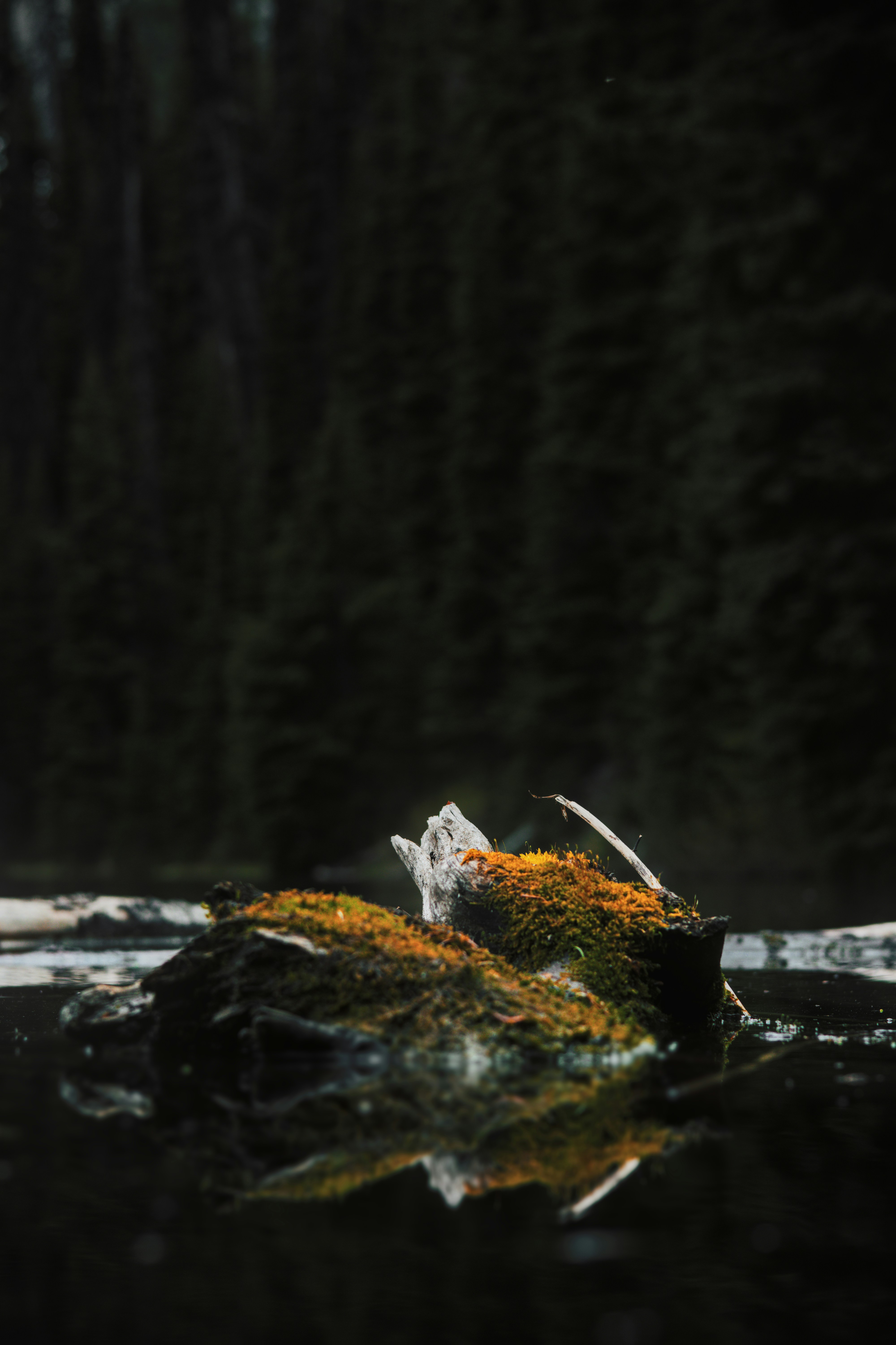  Moss-Cilled Drift: Still Water, Hidden Forest