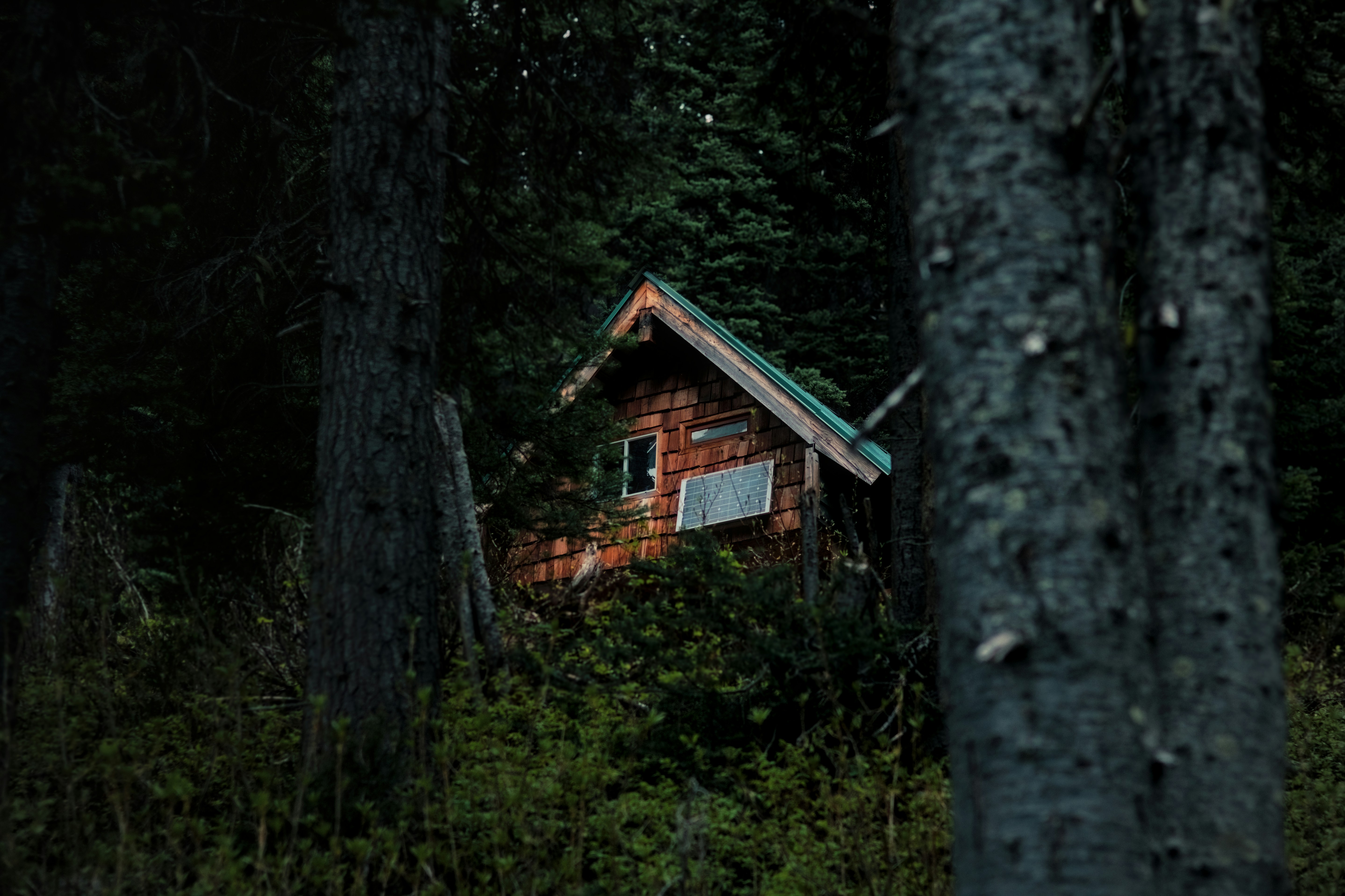 Hidden Cabin Amid Mossy Pines