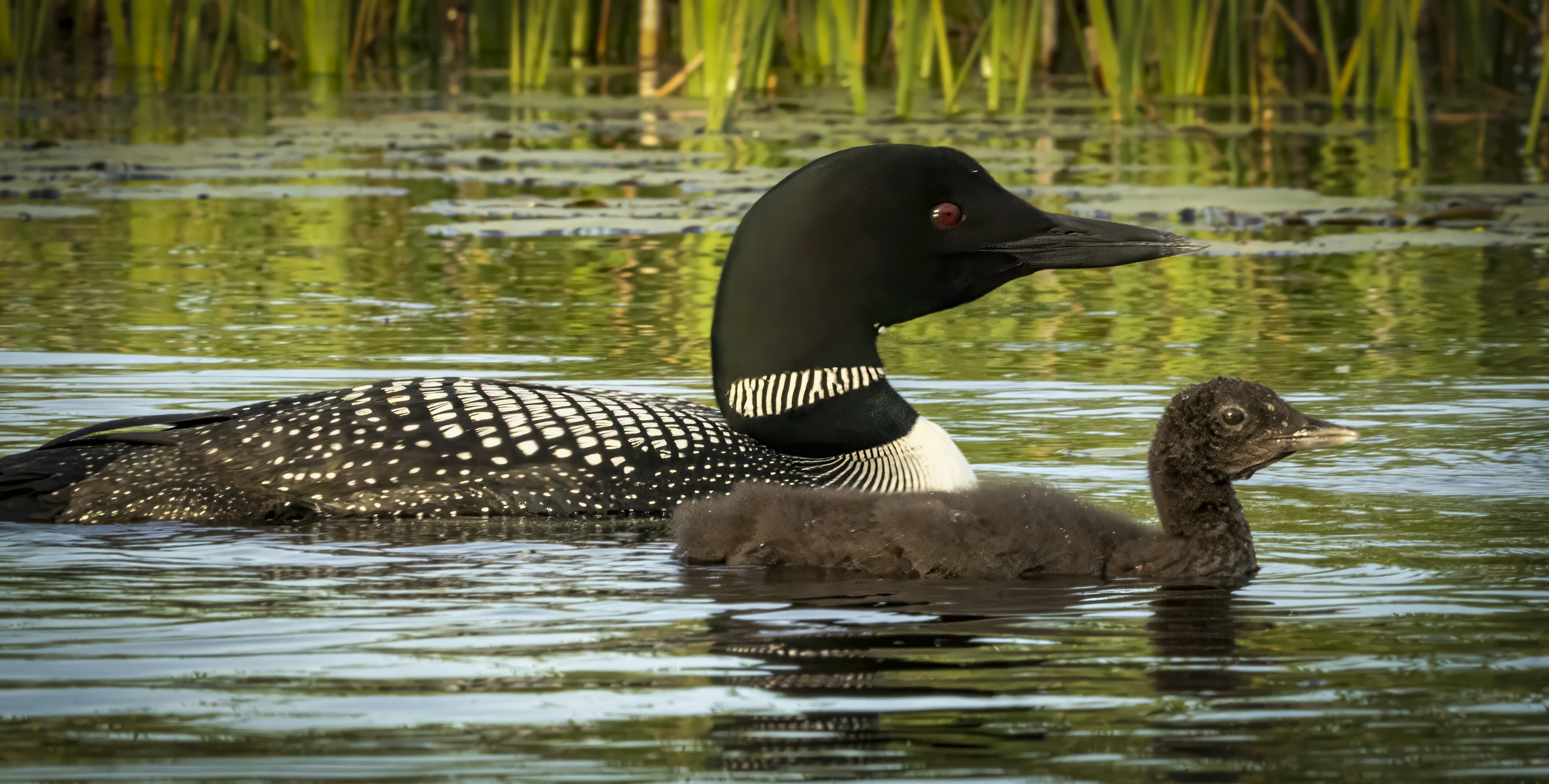 Juvenile Loon Follows the Mature Mute Traveler Across a Mirror-Lined Lake