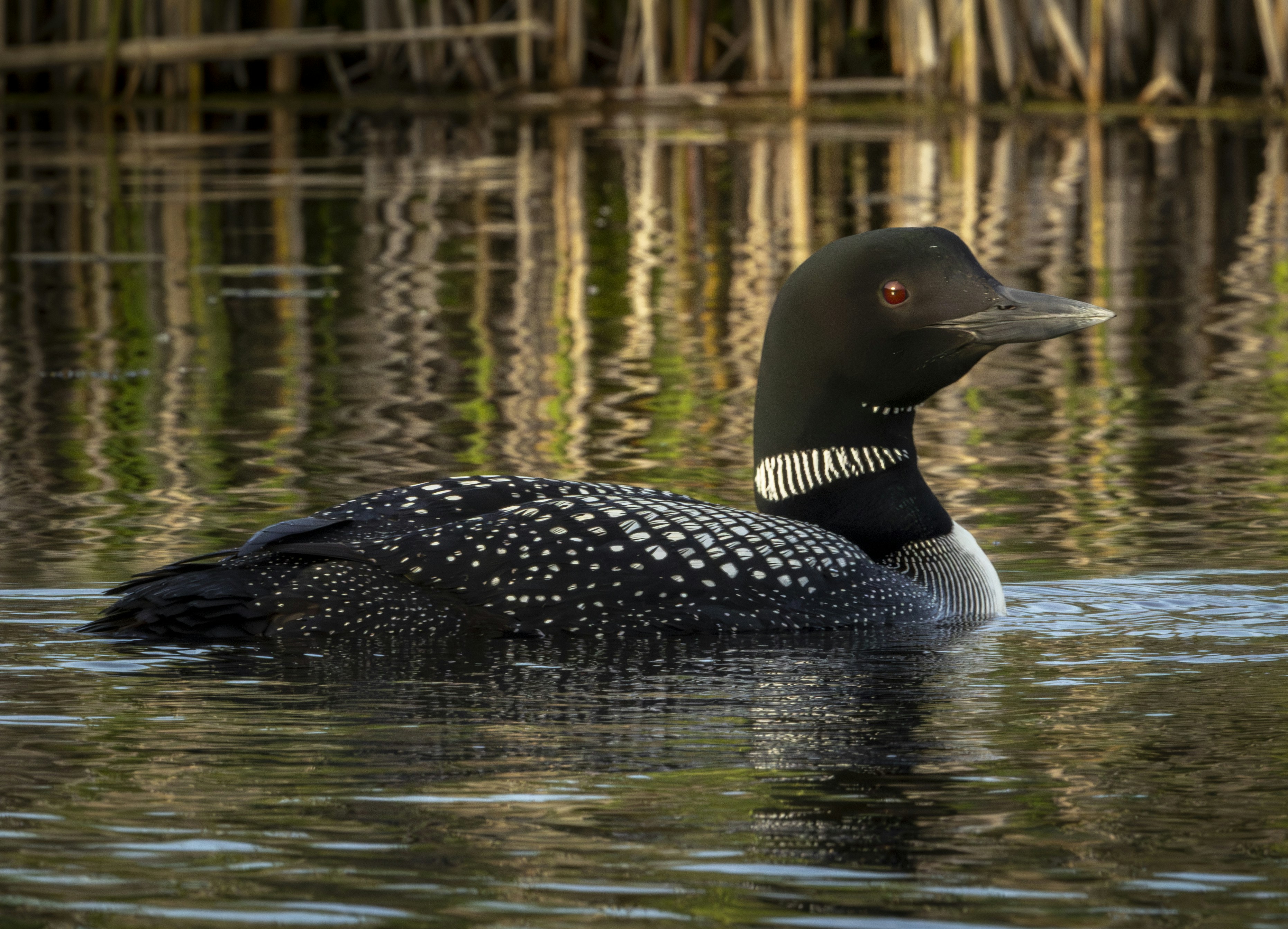 Copper-banded Loon Gliding Through Reflective Reeds
