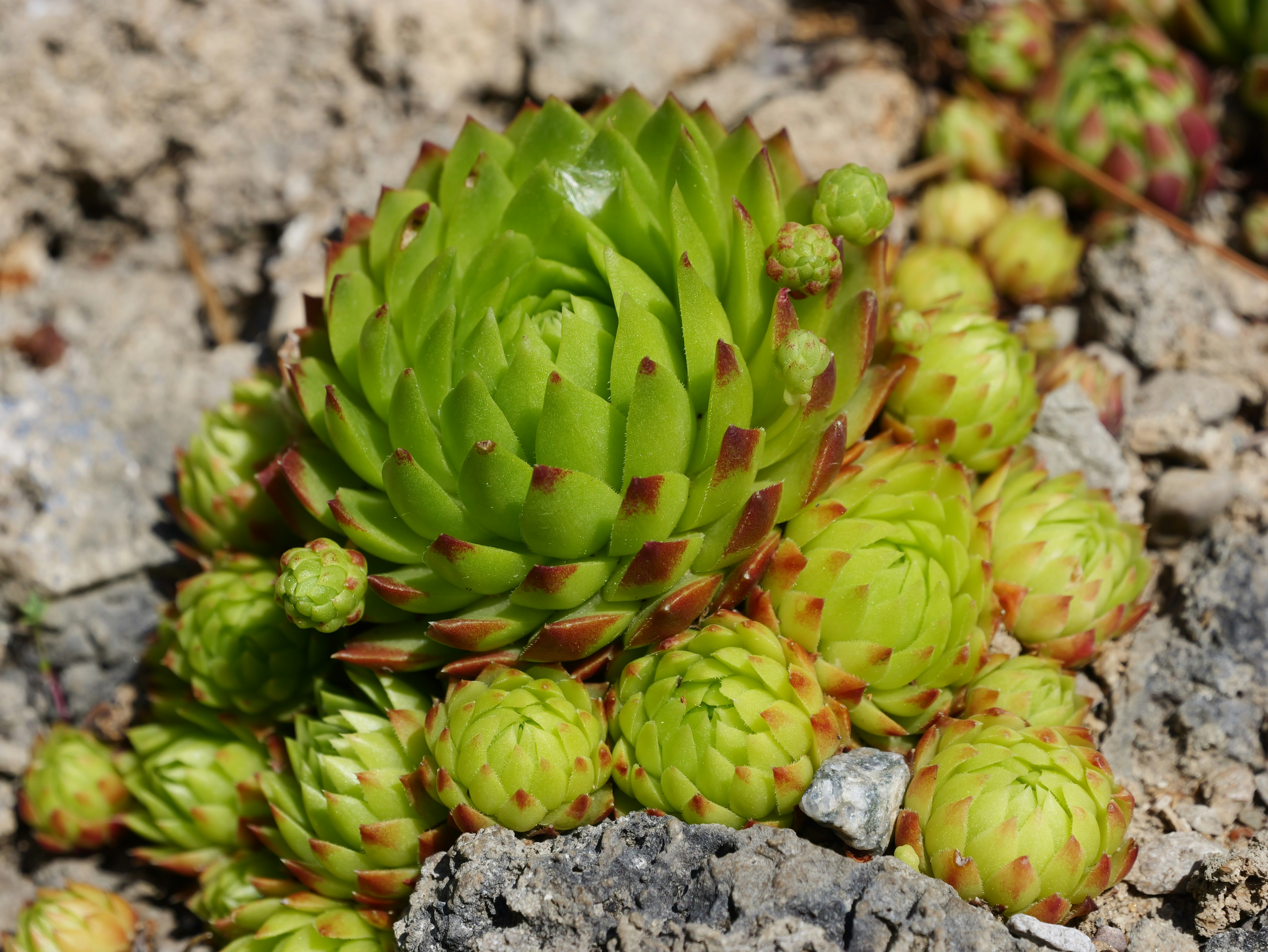 Verdant Rosettes on Cracked Bed: A Close-Up of Sedum Cushions