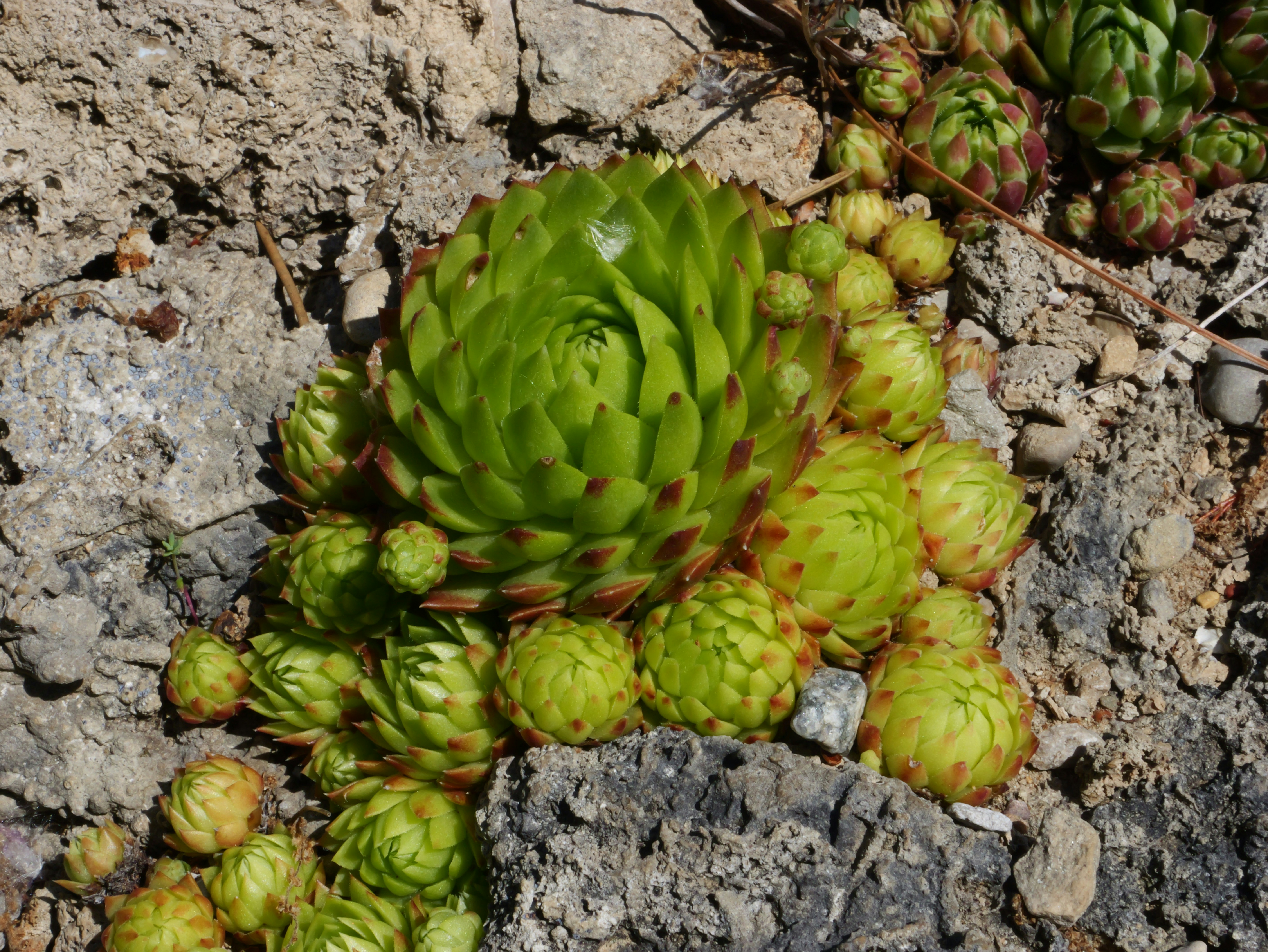 Emerald Rosettes Rising from Pebble Ground
