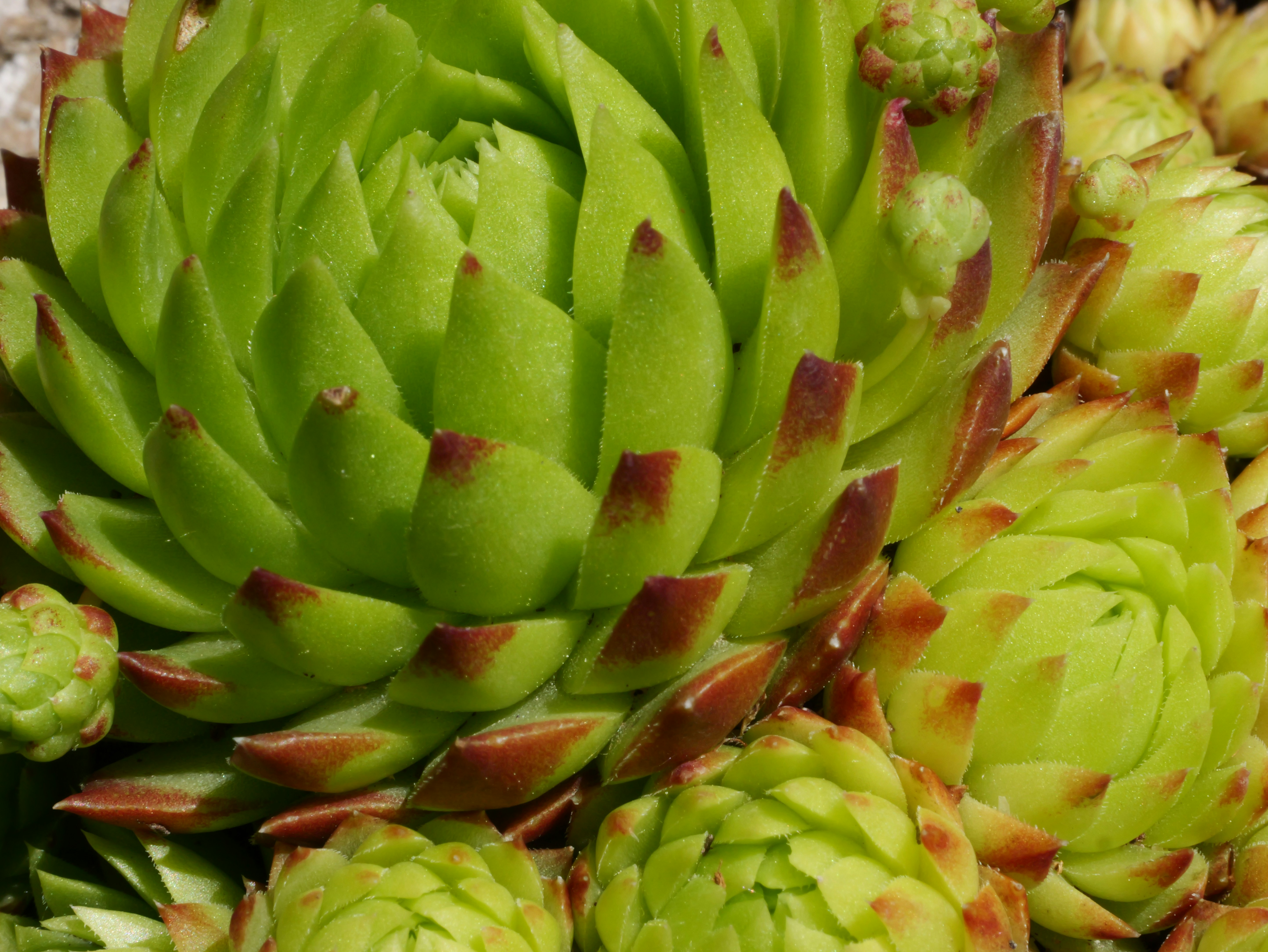 Verdant Folds: A Close-Up of Succulent Geometry