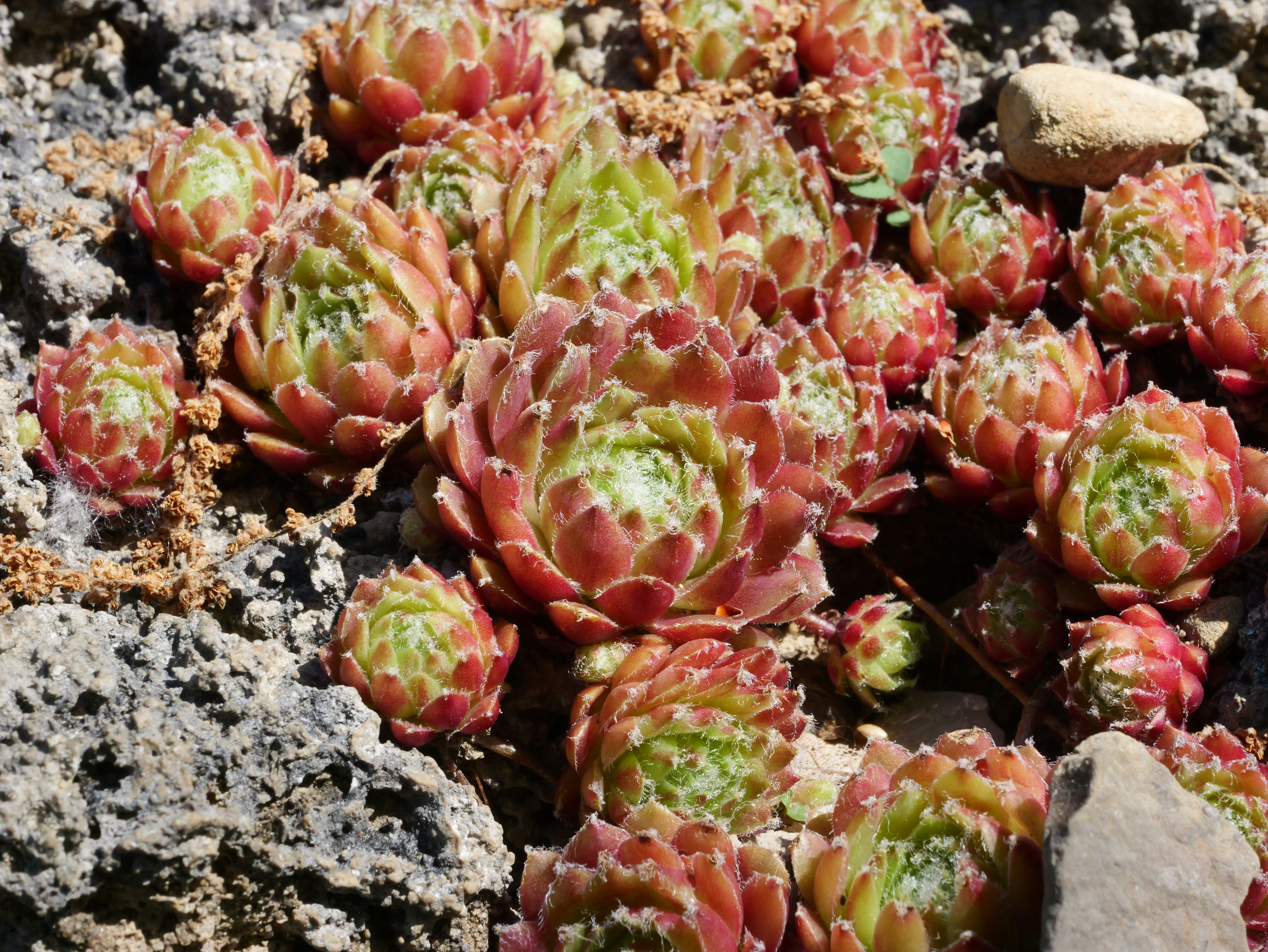 Desert Rosettes: Succulent Clusters Basking in Sunlit Soil