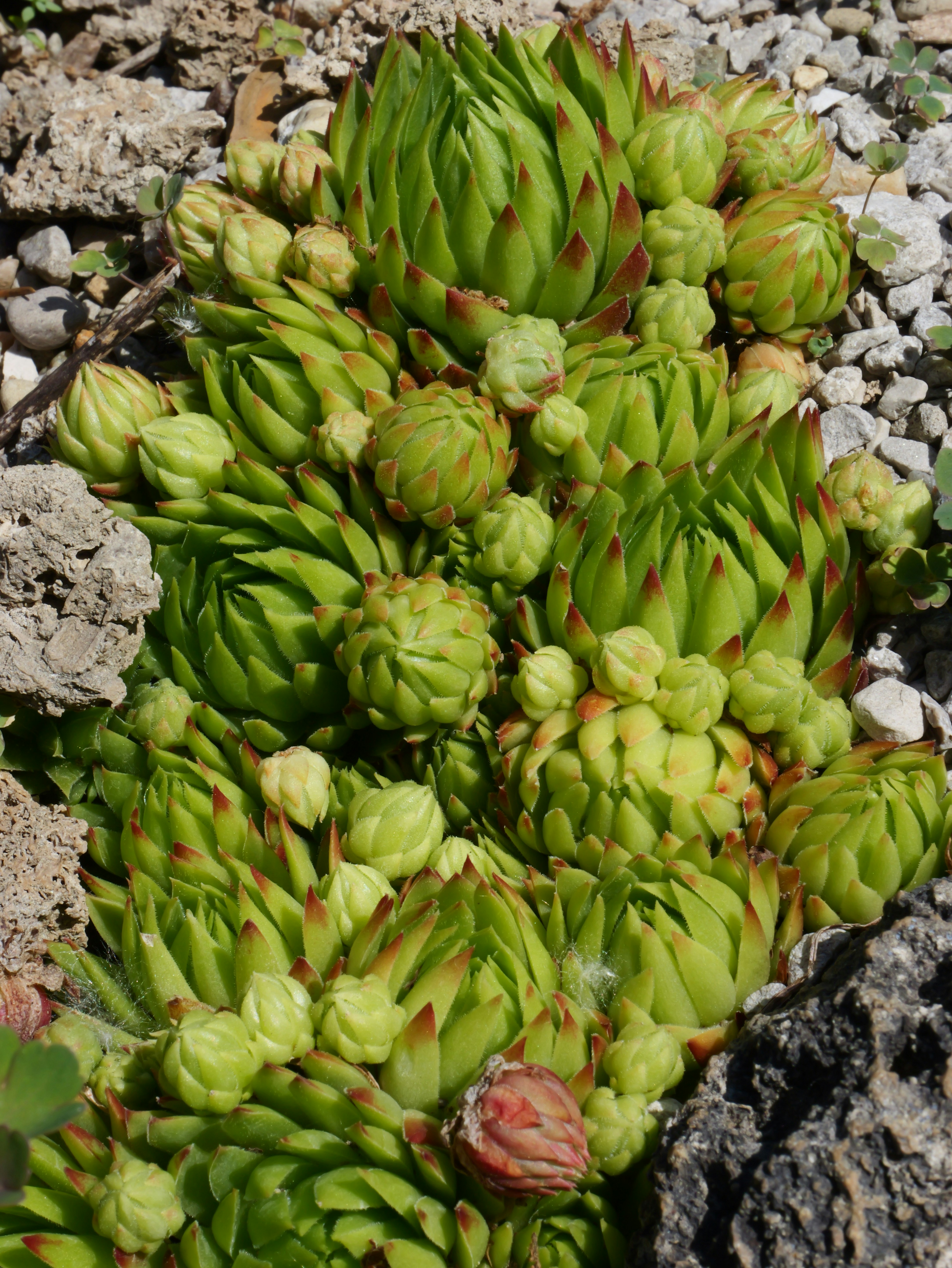 Green rosettes of succulent beauty crowd the rocky garden bed
