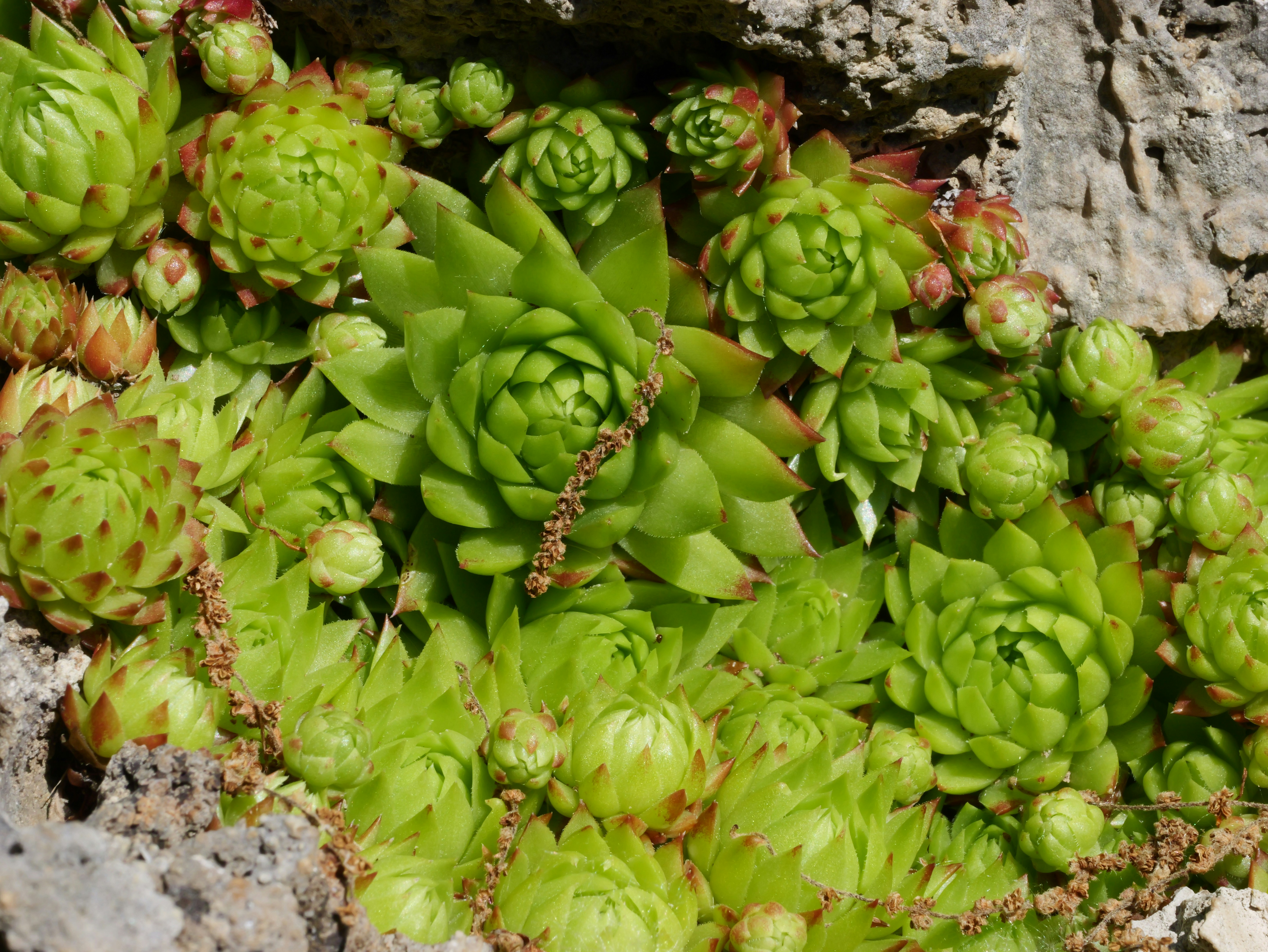 Geometric Emerald: Succulent Rosettes Nestled in Cracked Stone