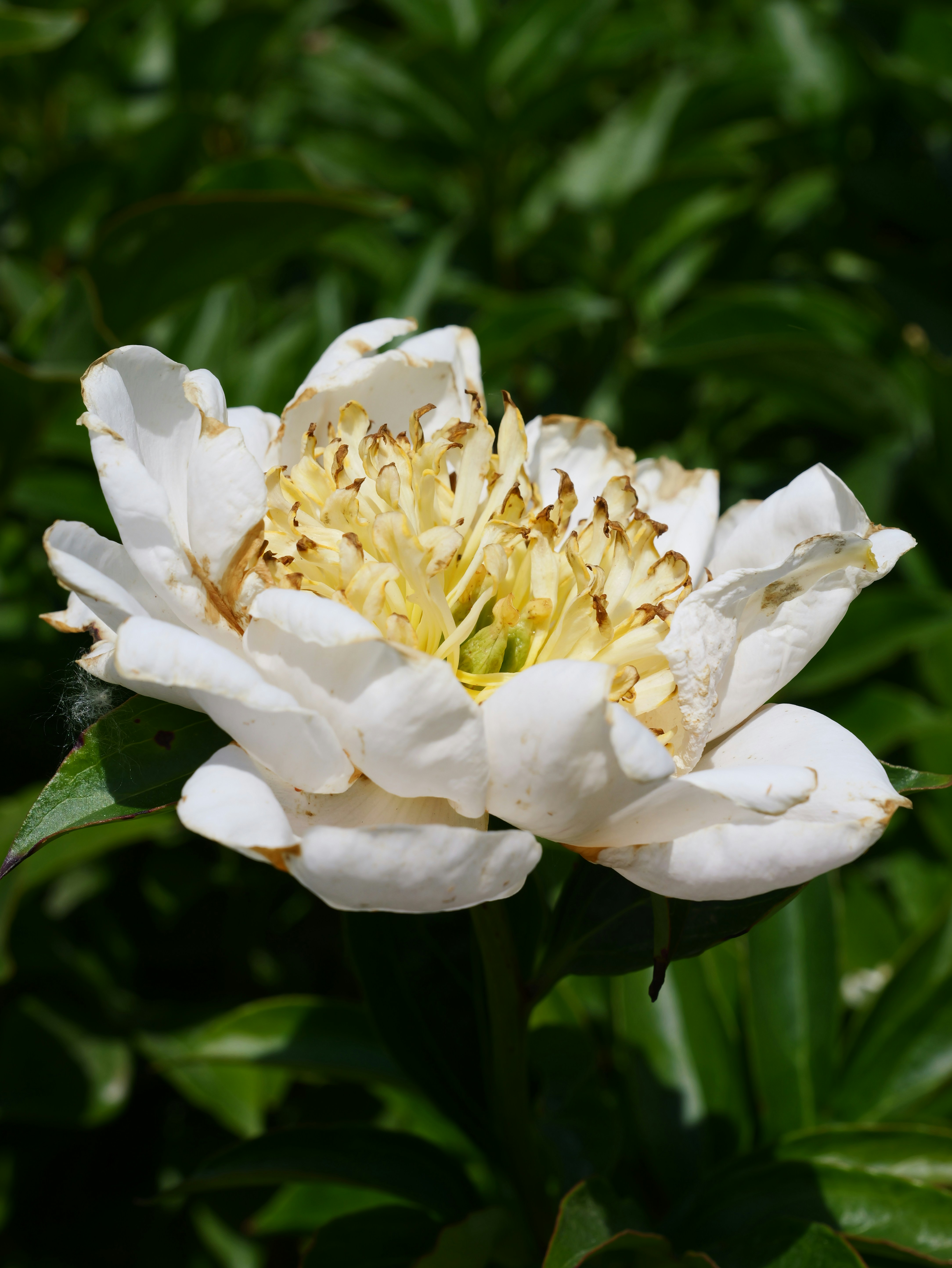 Close-up of a white peony bloom with pale yellow center against dark green foliage, highlighting petal texture and natural daylight; a botanical photograph.