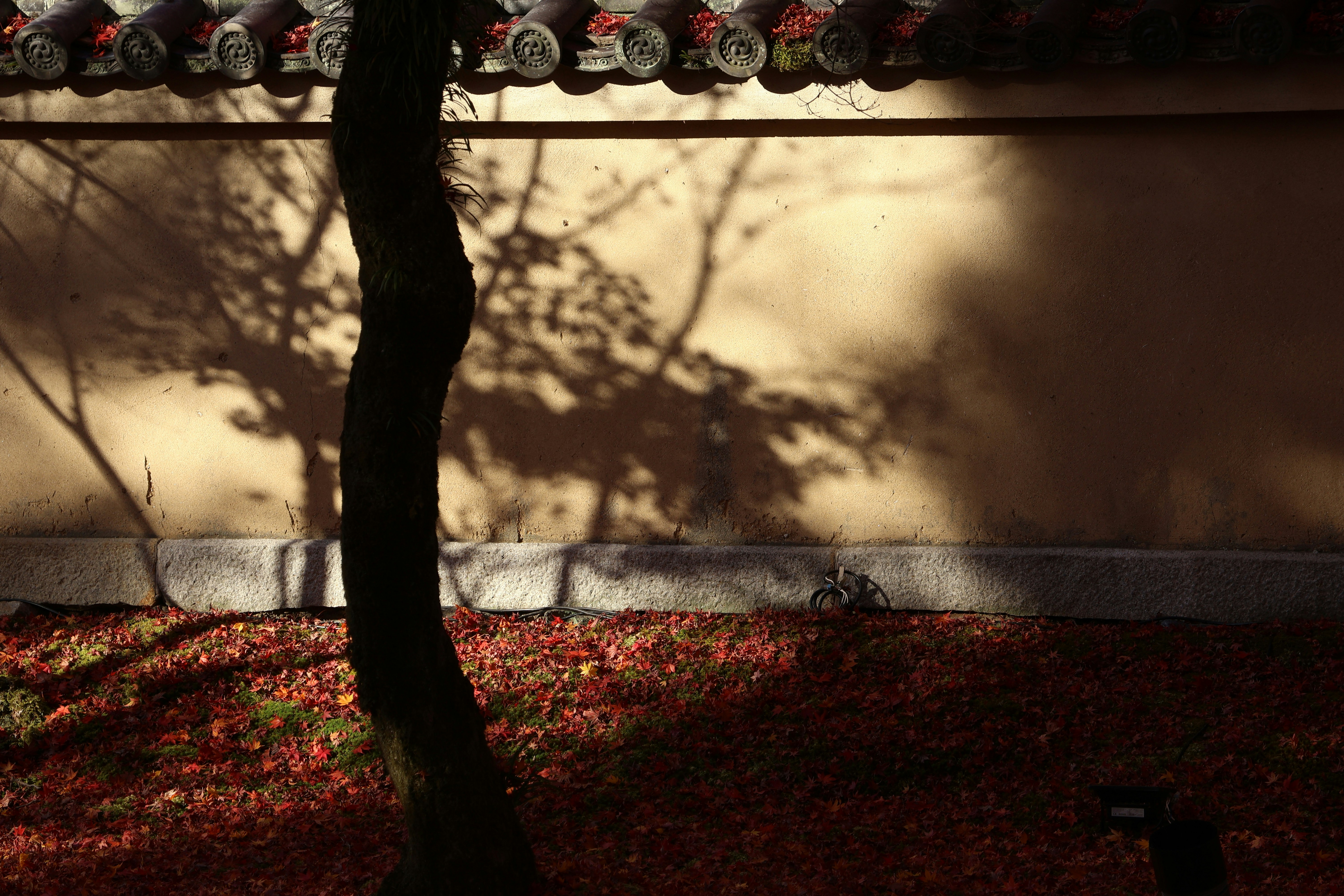 Shadows and Sakura Remnants by a Sunlit Terrace