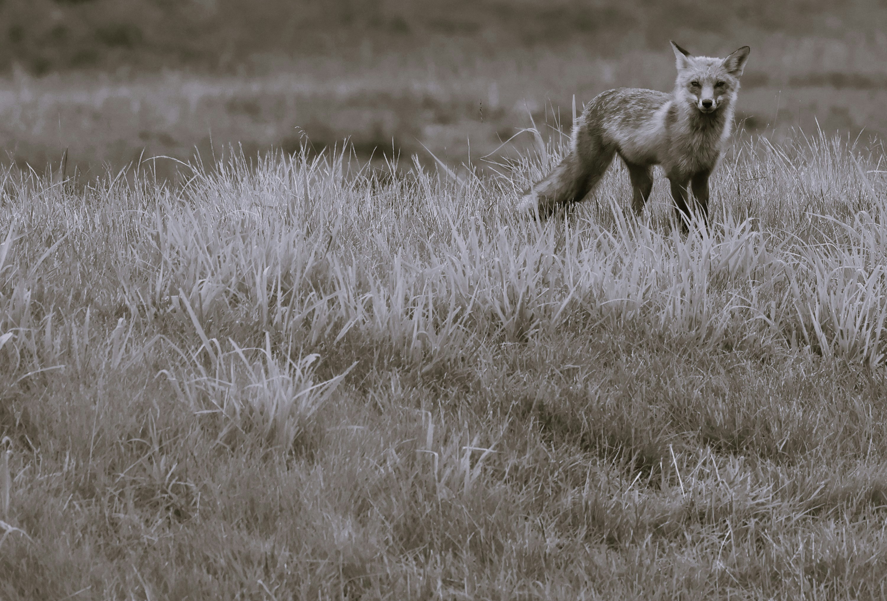 Grassland Sentinel: A Fox Pauses in the Dusk Blanket
