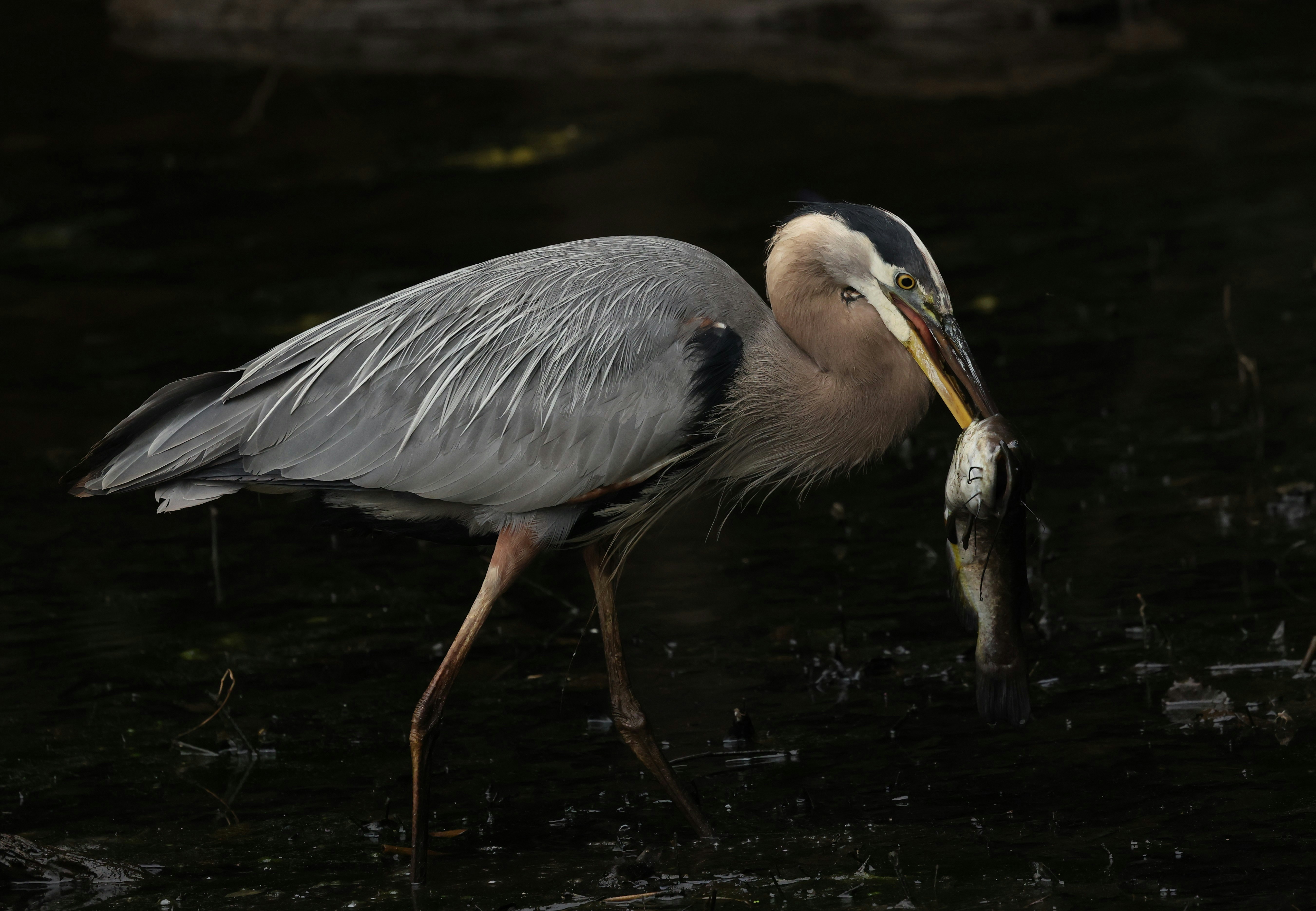 Midnight Hunter: Heron Snaps a Shadowed Catch