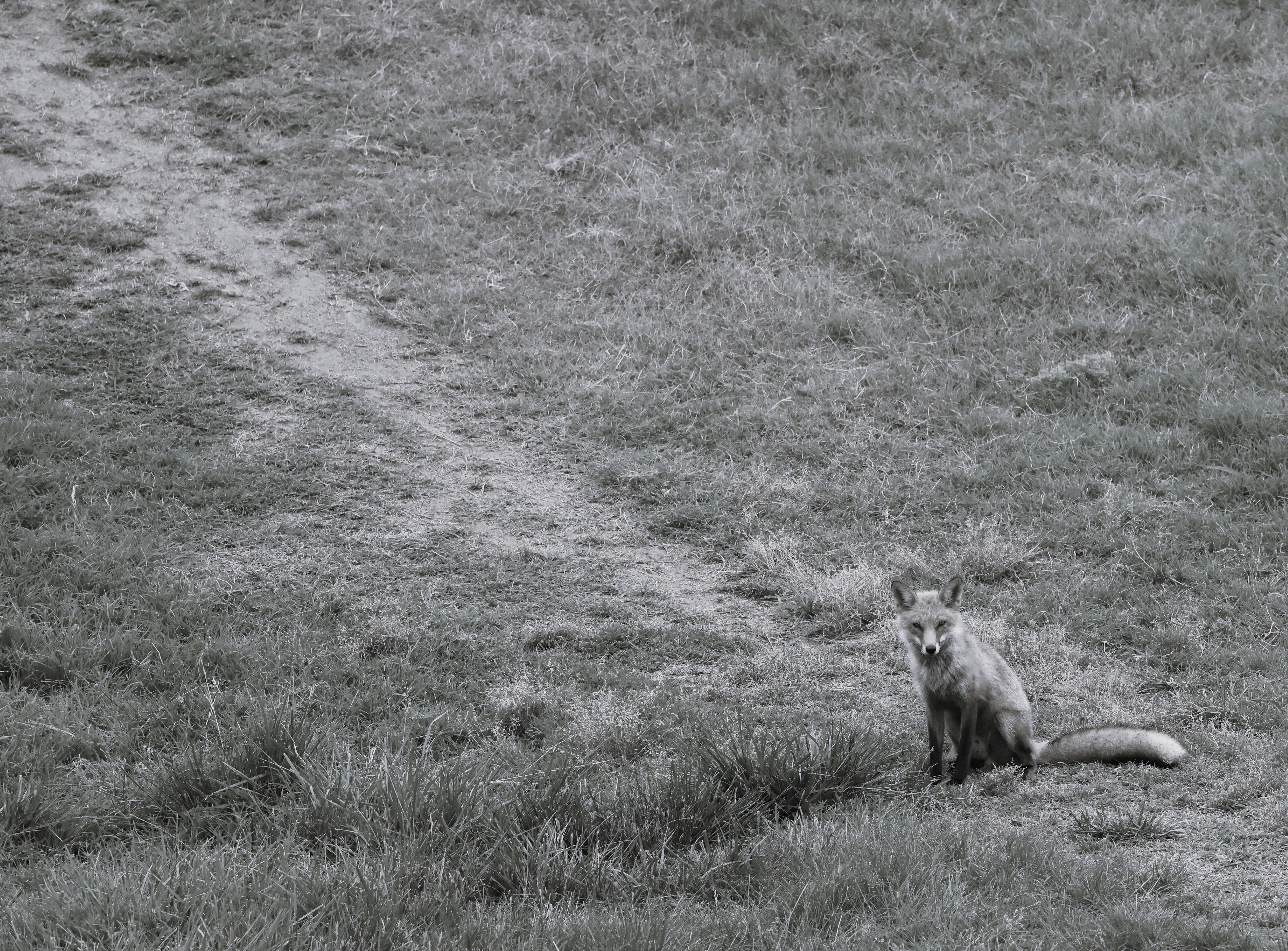 Solitary Fox in a Quiet Field