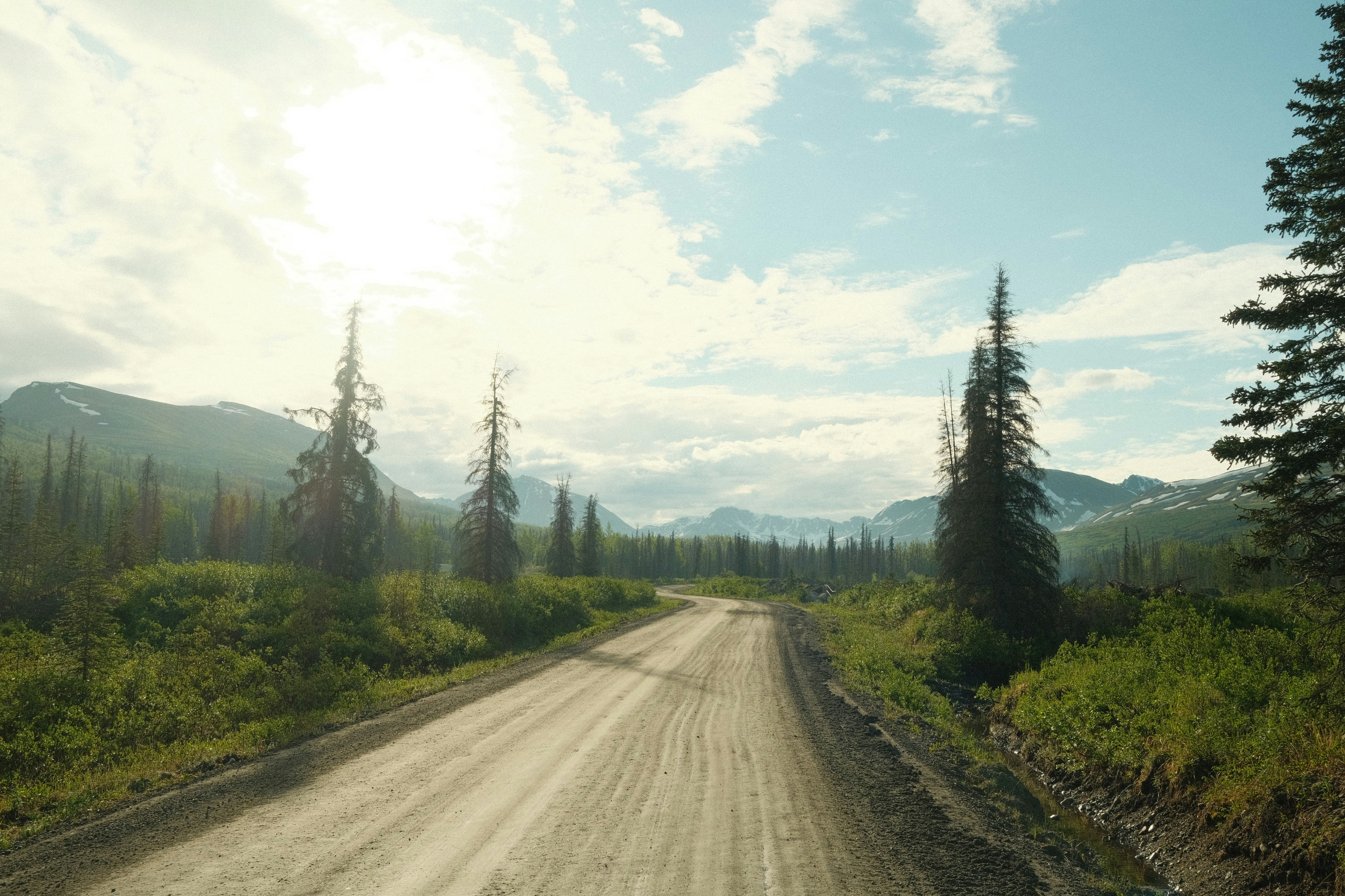 Dusty Road Through Alpine Pines at Midday