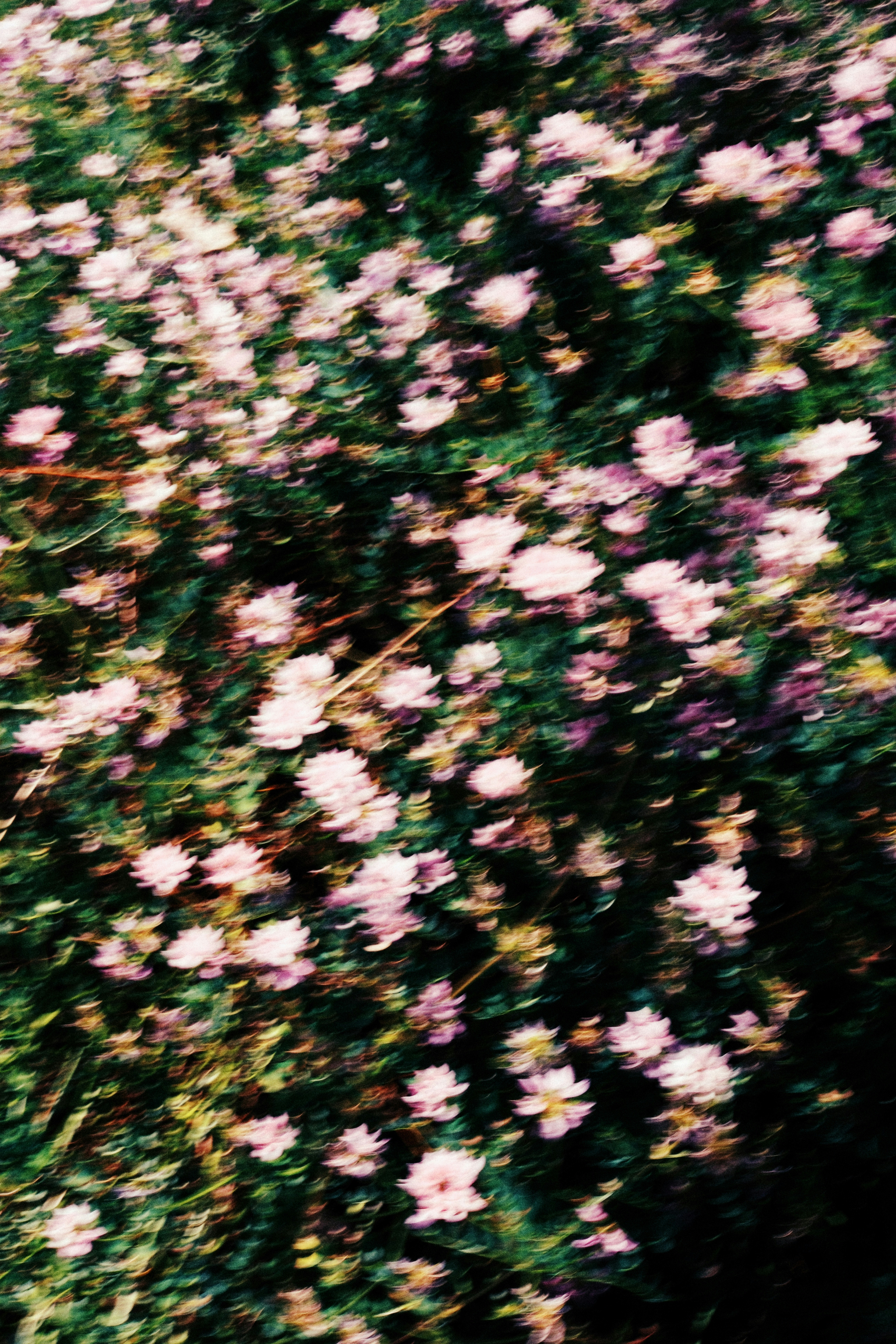 Blossoms in a Blurred Afternoon