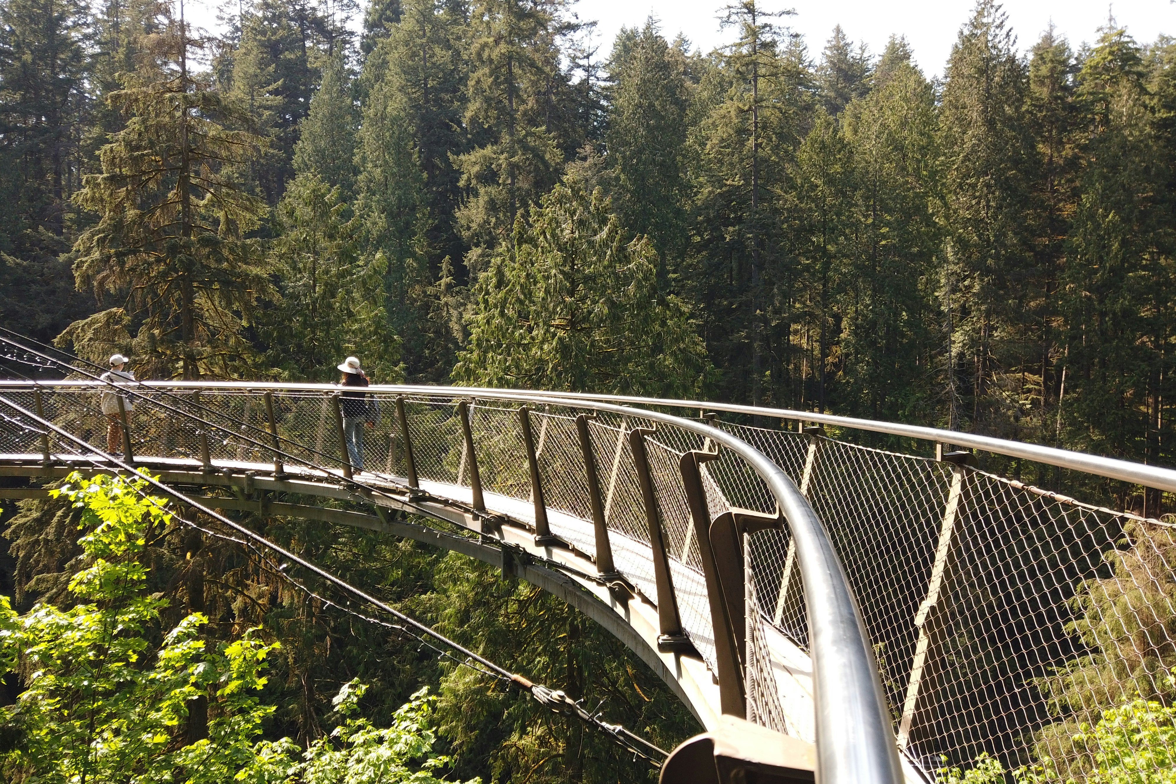 Bridge Over Forest Drop: A Suspenseful Walk Across a Curved Wire-Grid Bridge