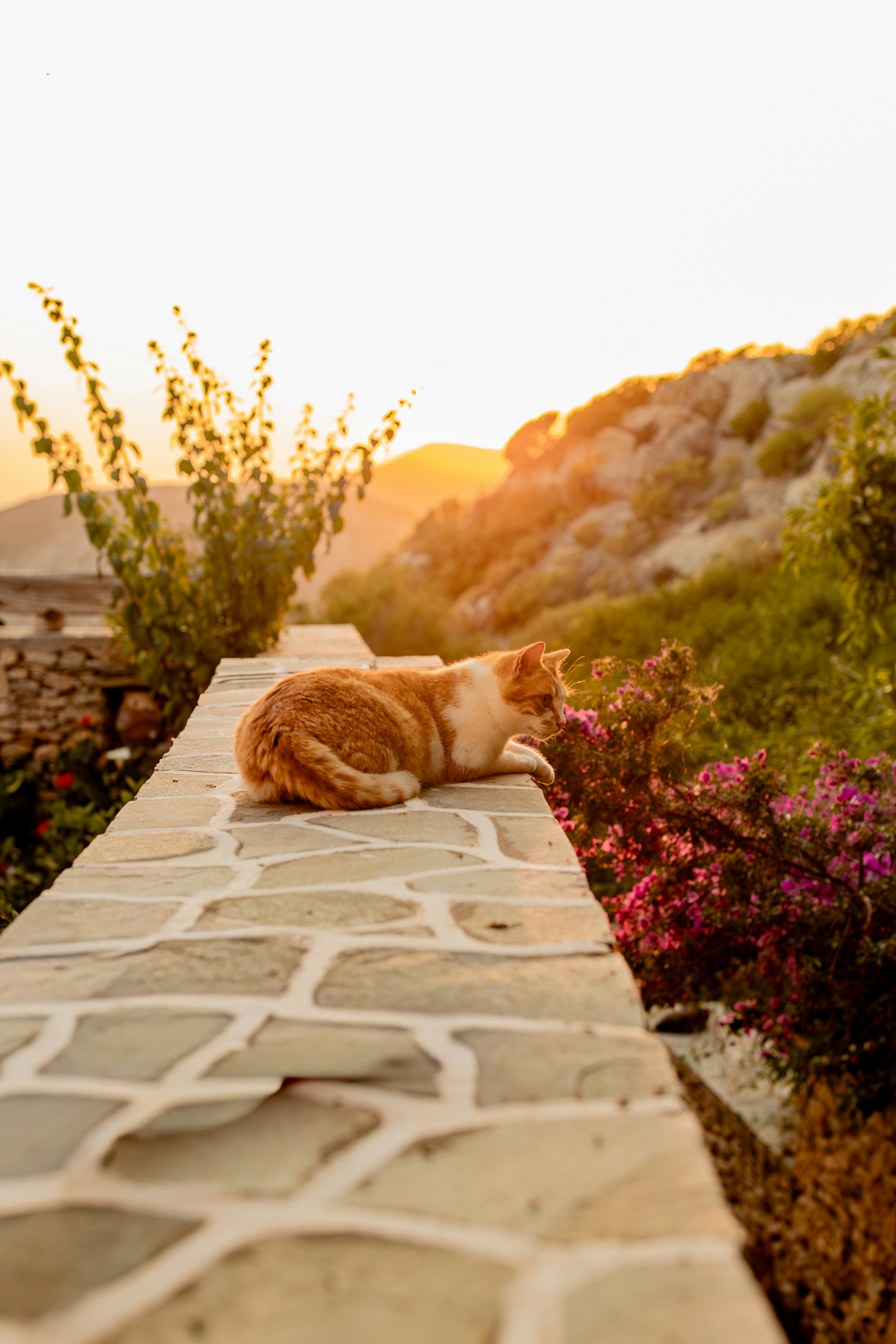 Sunset Rest: A Cat Perches Along the Stone Wall