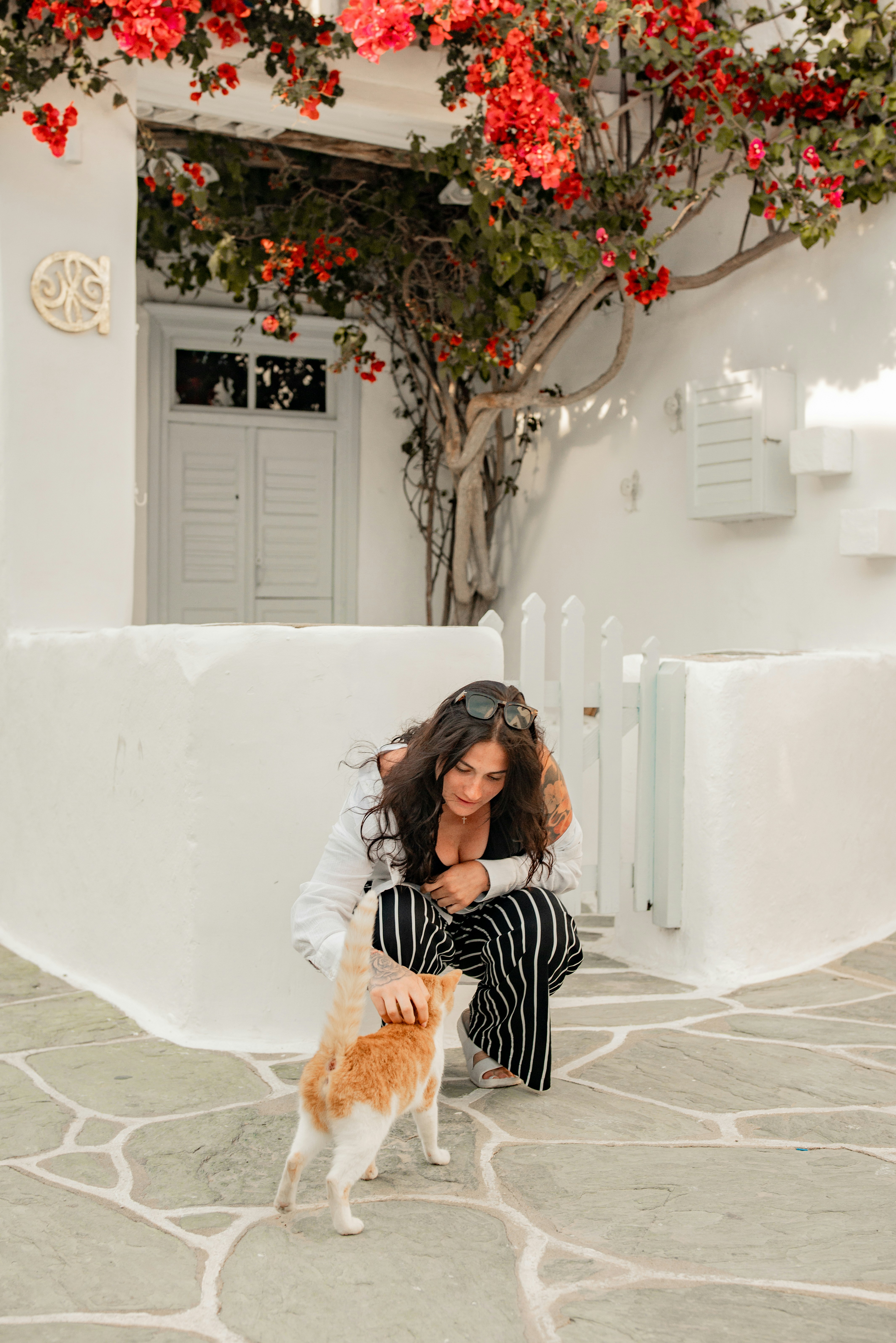 Curious Cat and the Courtyard Conversation