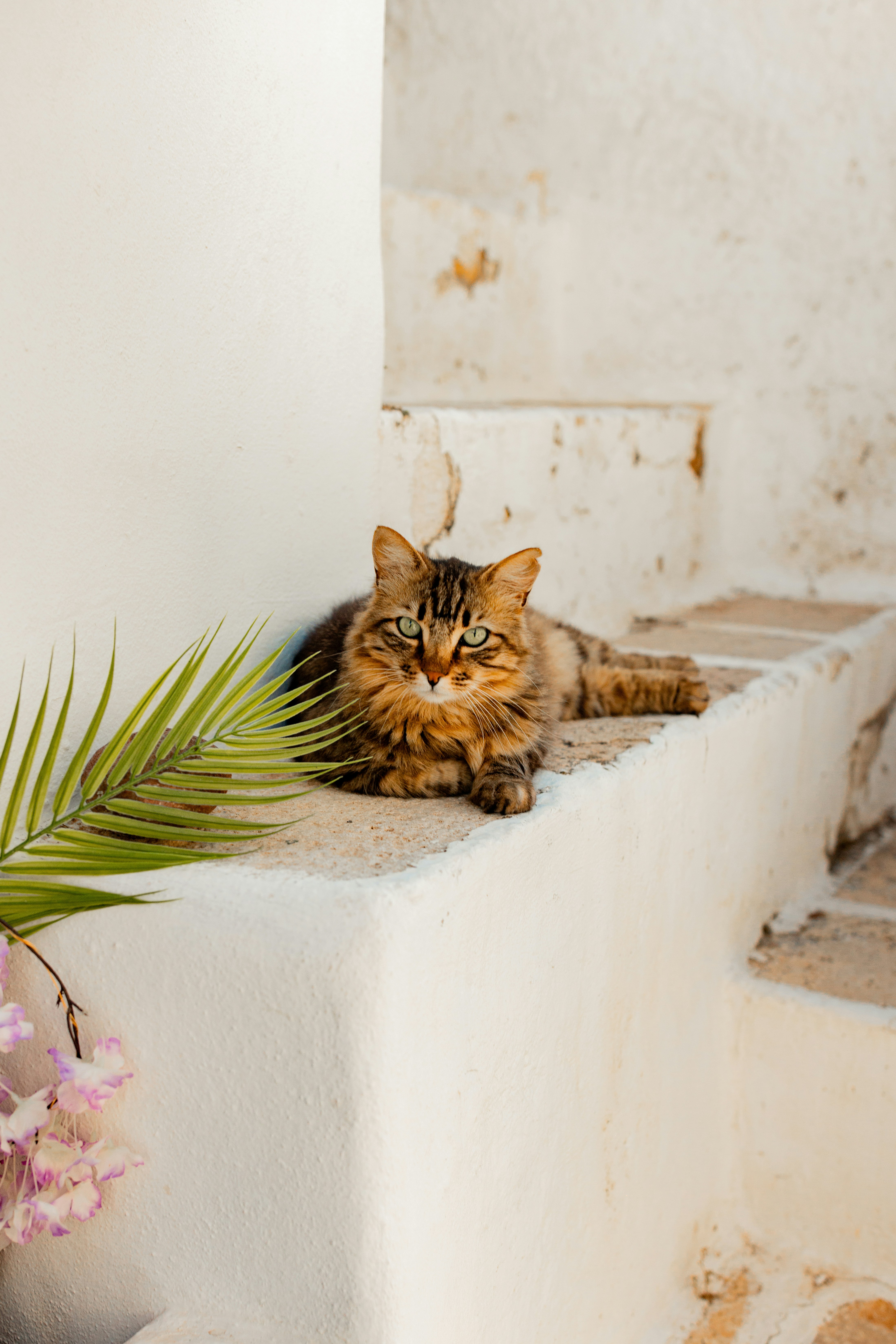Cat on White Steps: Quiet Repose Under Sunlit Veranda