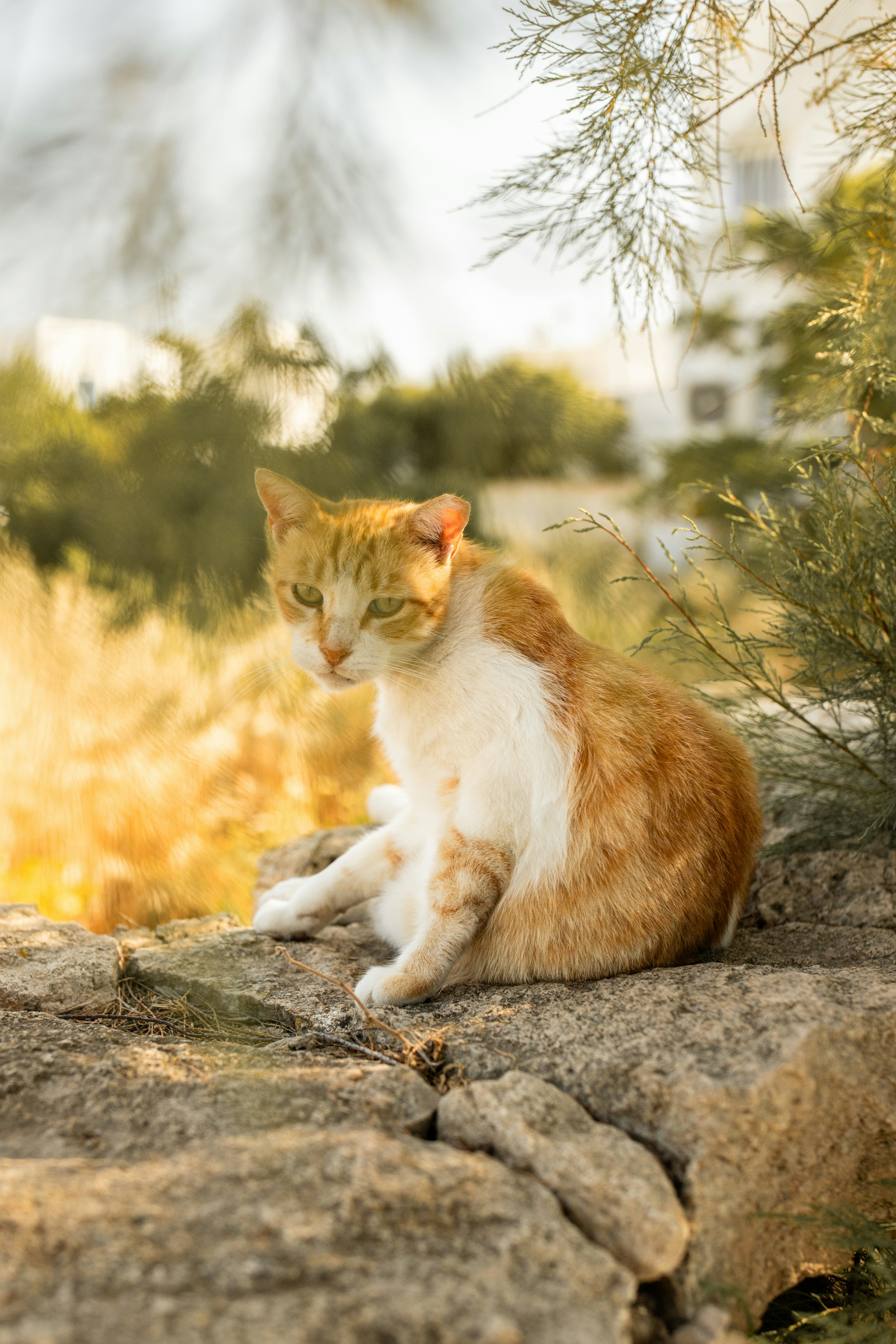 Golden Hour Cat: A Quiet Future-Wocused Moment on Sunlit Rocks