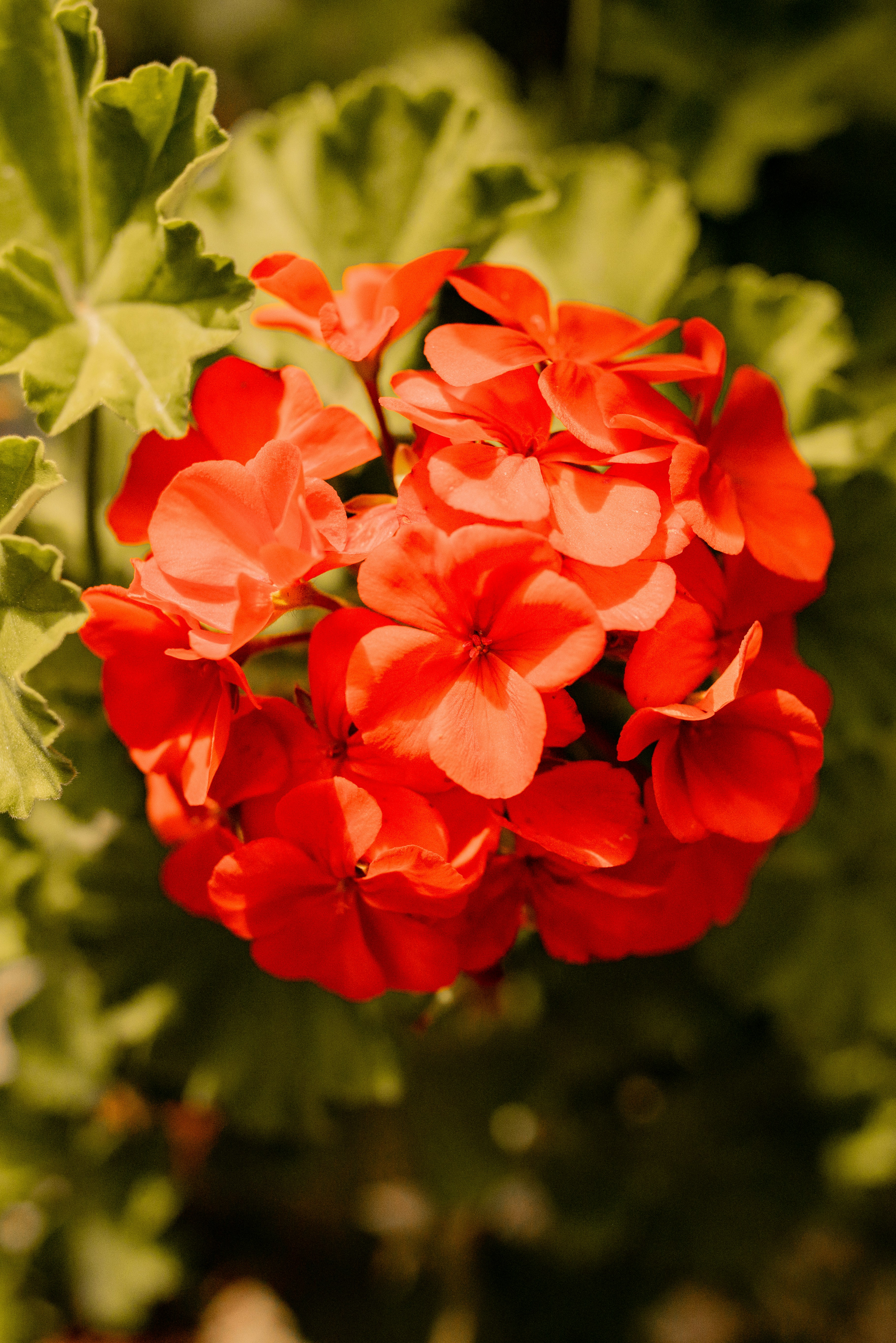 Vivid Coral Cluster: A Burst of Geranium in Soft Backlight