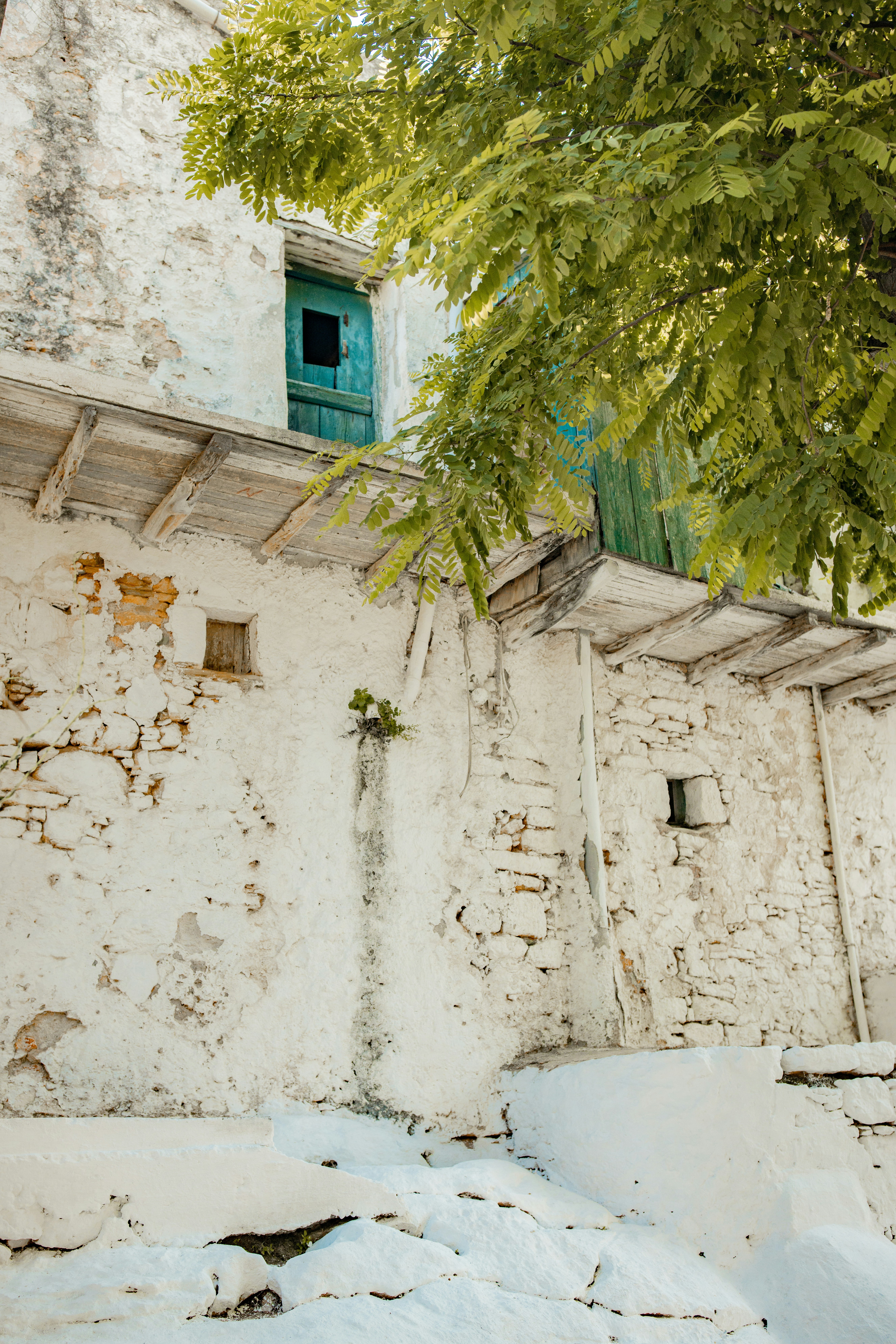 Sunlit Crumbling Facade Under Green Canopy