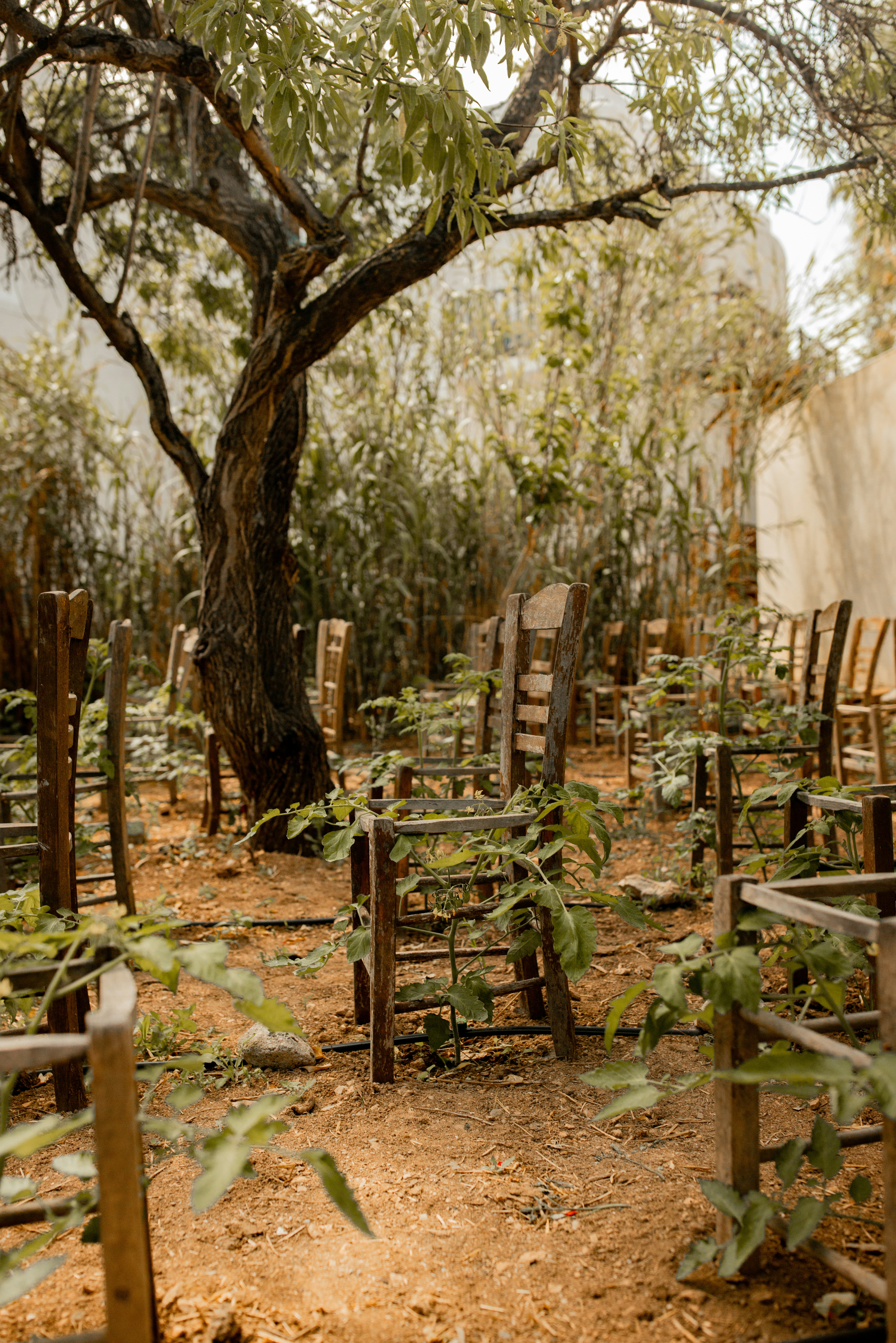 Garden Aisle Under a Quiet Tree